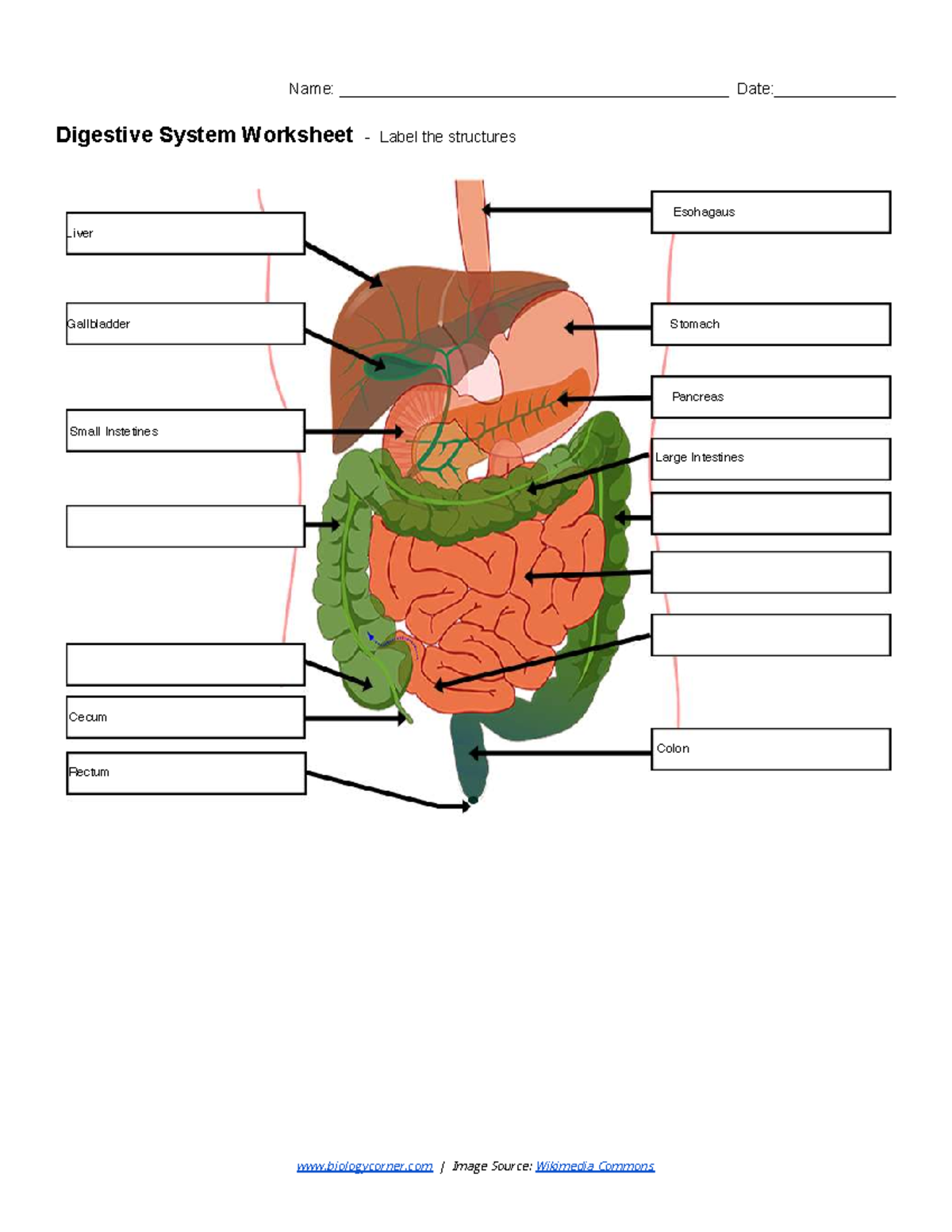 Digestive System Worksheet - NUR 254 - Name