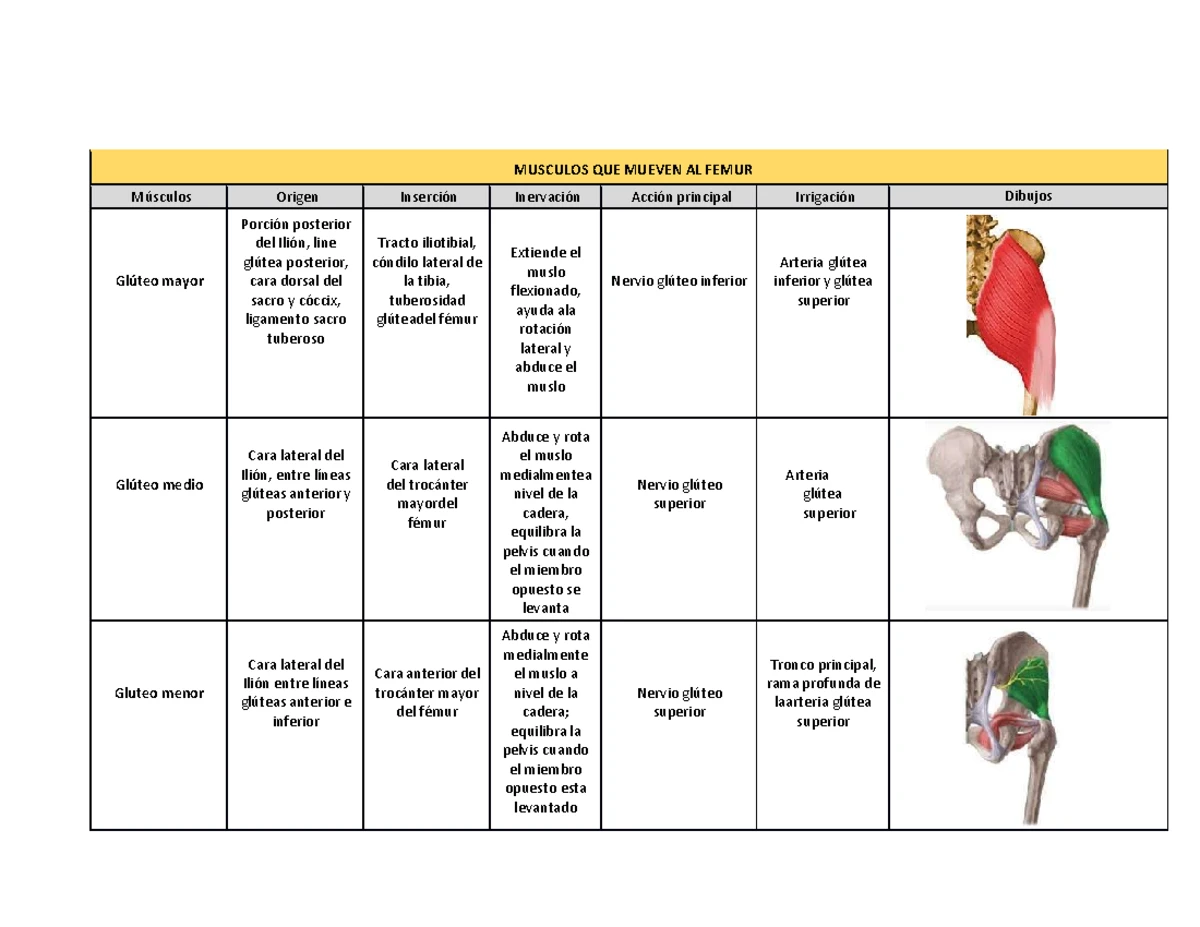 Musculos Espinales - MUSCULOS QUE MUEVEN A LA COLUMNA Músculo Origen ...