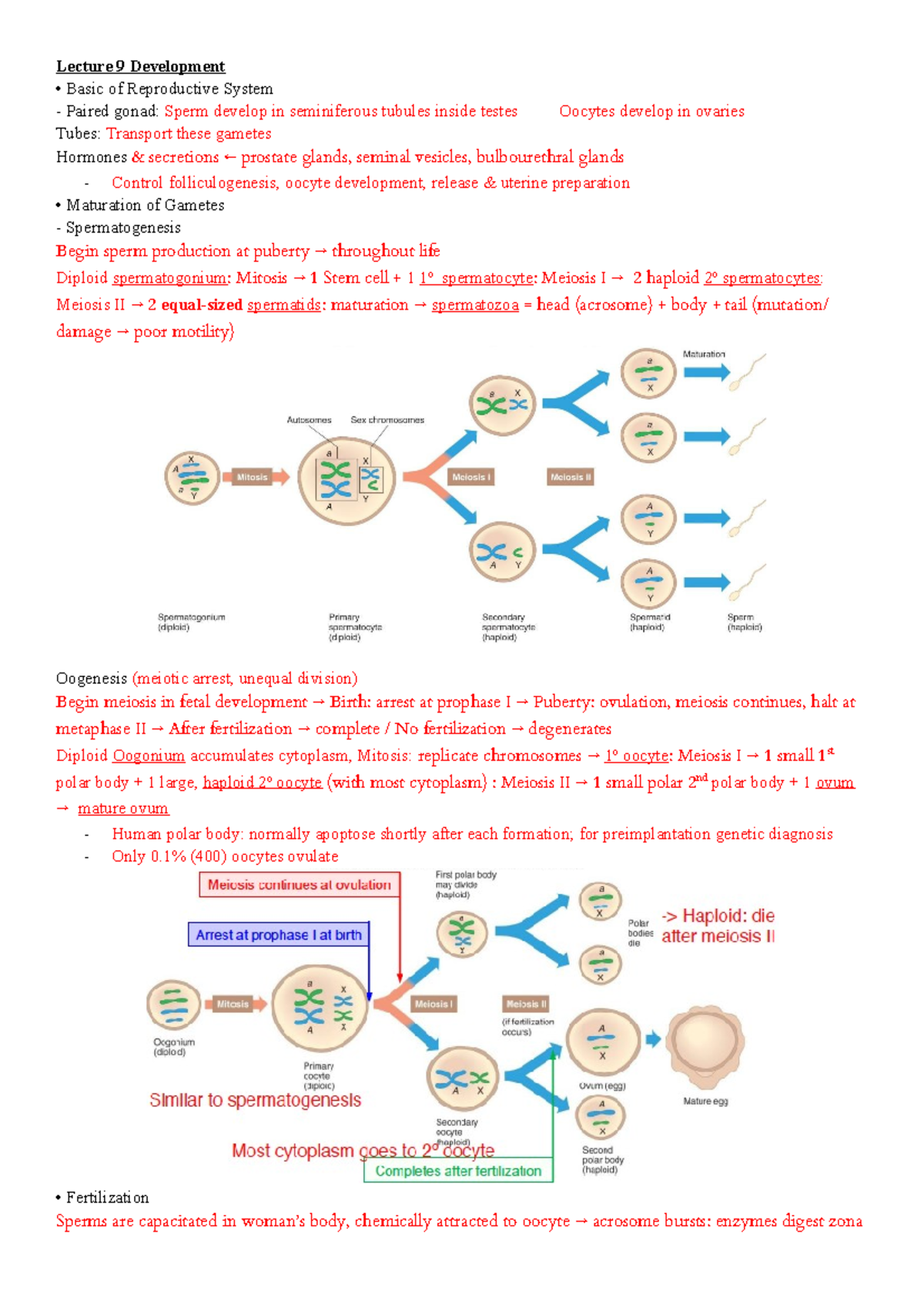 Lecture 9-12 Notes - Summary Human Genetics - Lecture 9 Development ...