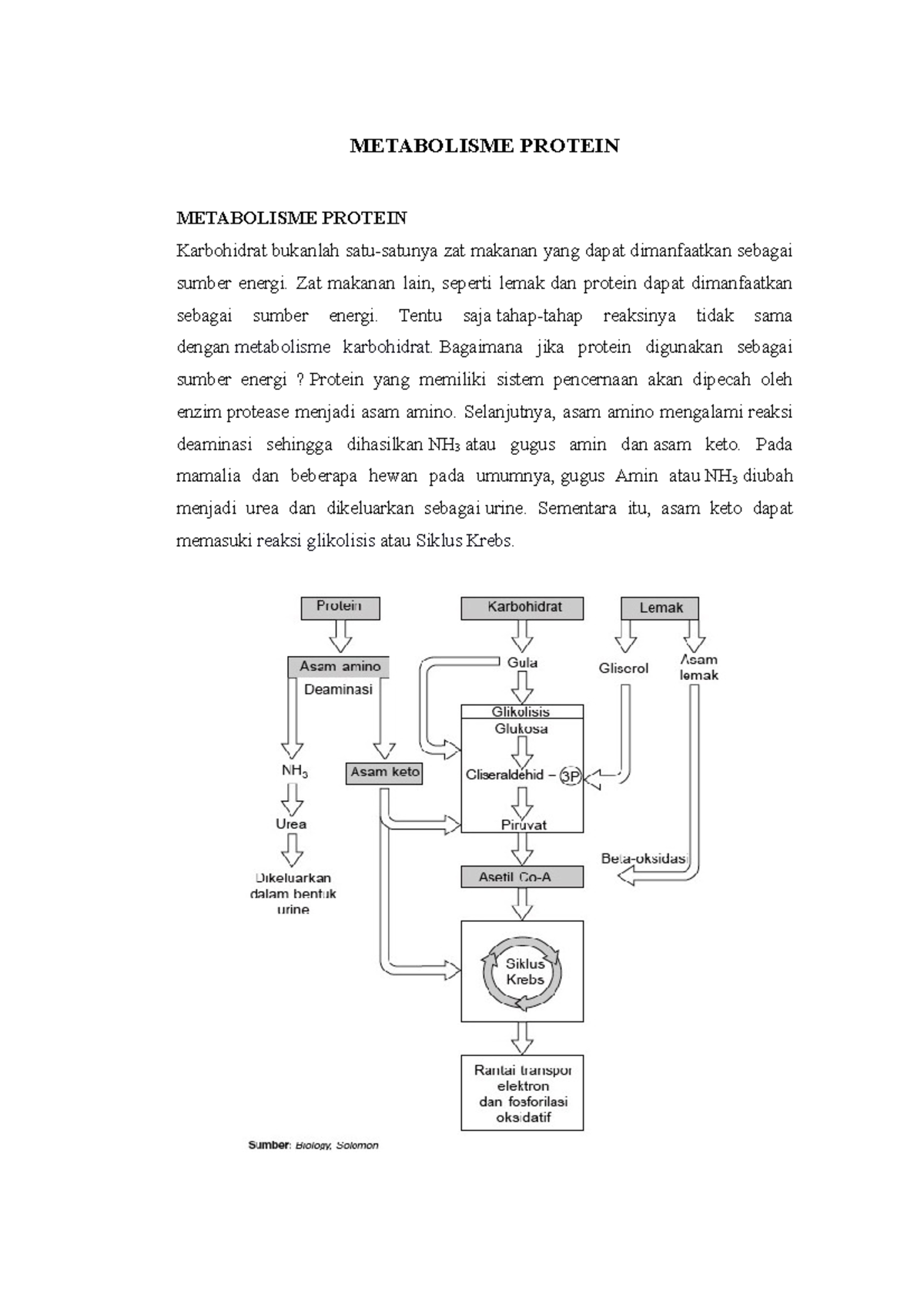 Metabolisme Protein: Sumber Energi dan Proses Katalitik (Biologi Kelas ...