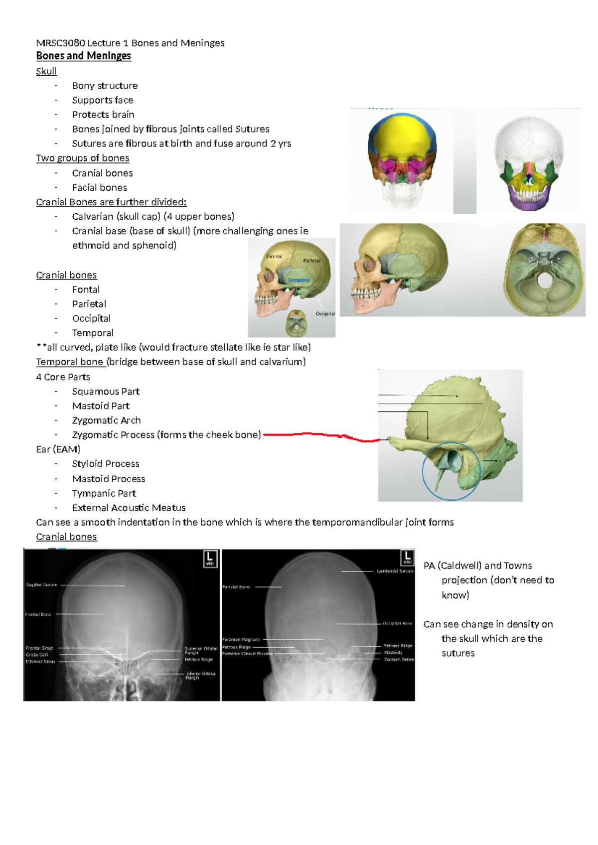 Lecture 1: Overview of Bones and Meninges Structure and Function - Studocu