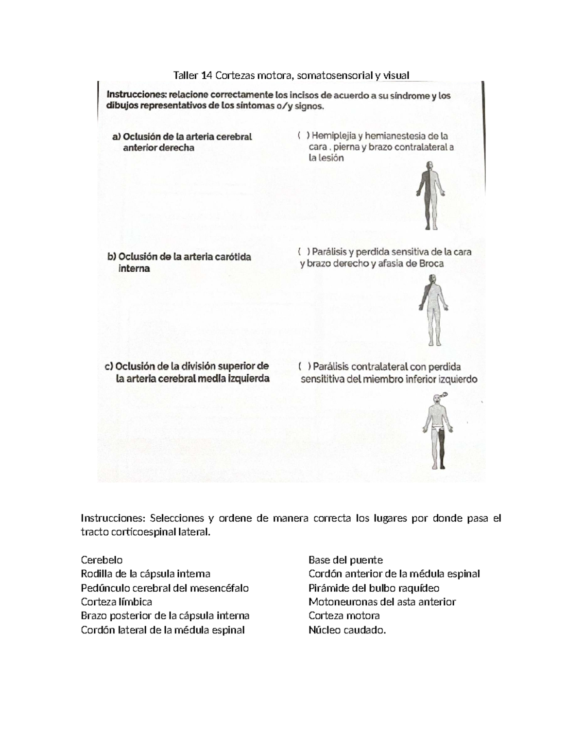 Taller 14: Corteza Motora y Somatosensorial - Instrucciones y Análisis ...