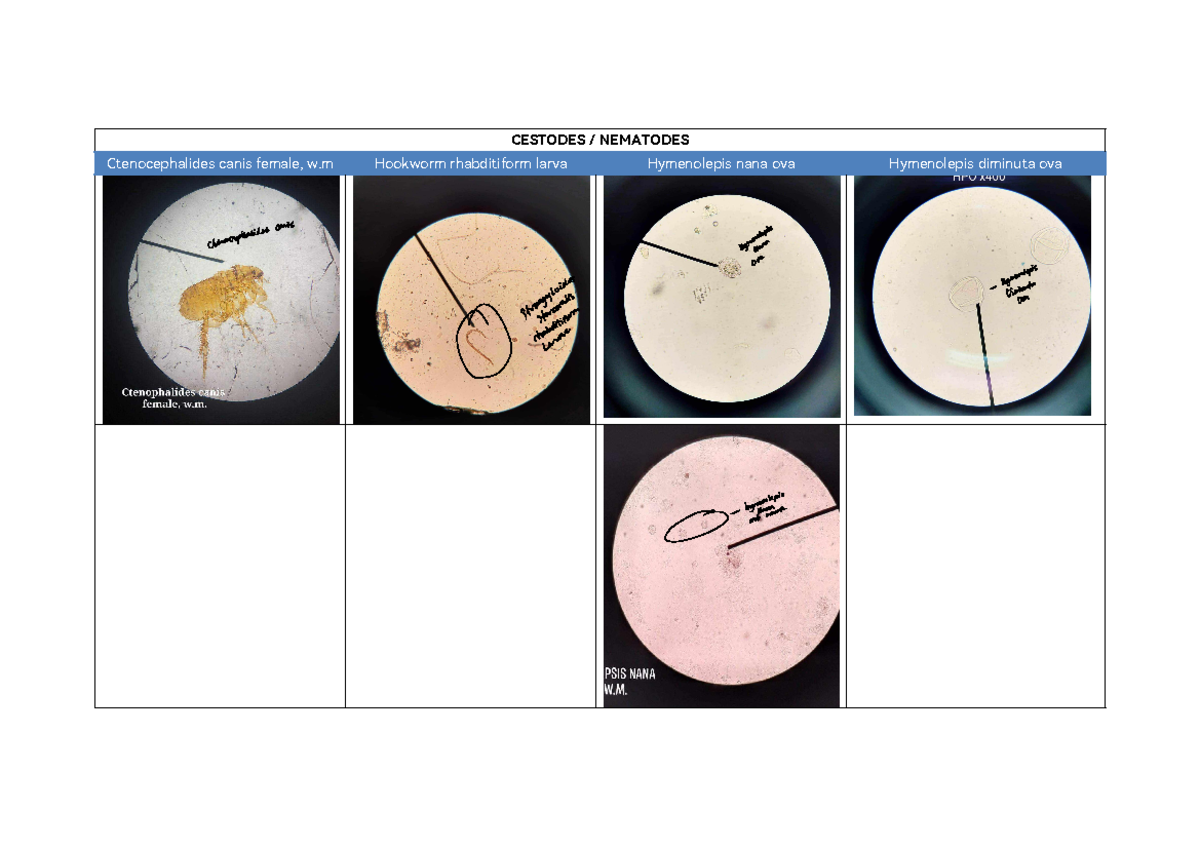 Cestodes - a class of parasitic worms in the flatworm phylum ...