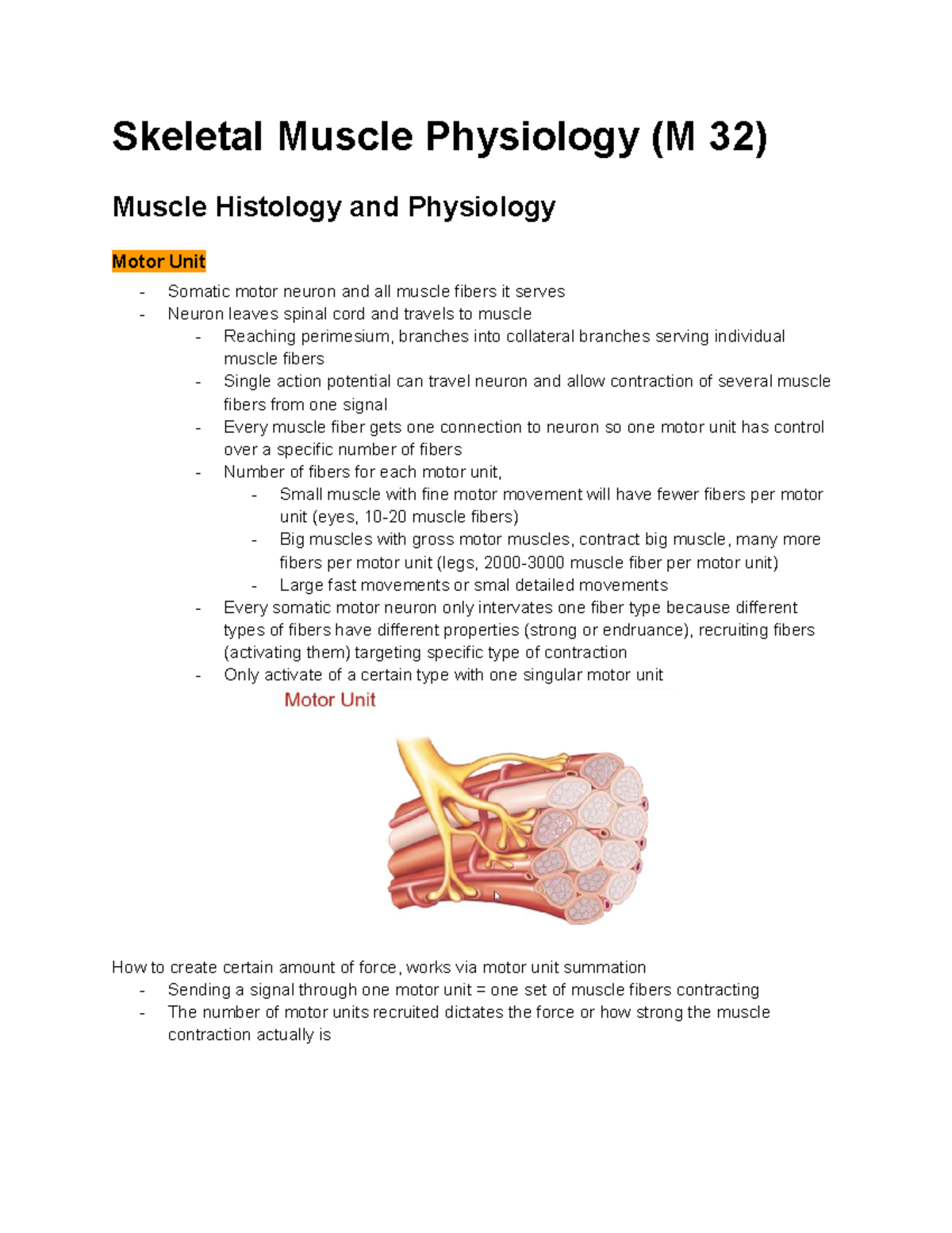 Skeletal Muscle Physiology & Anatomy Notes (M 32, M 33, M 34) - Studocu