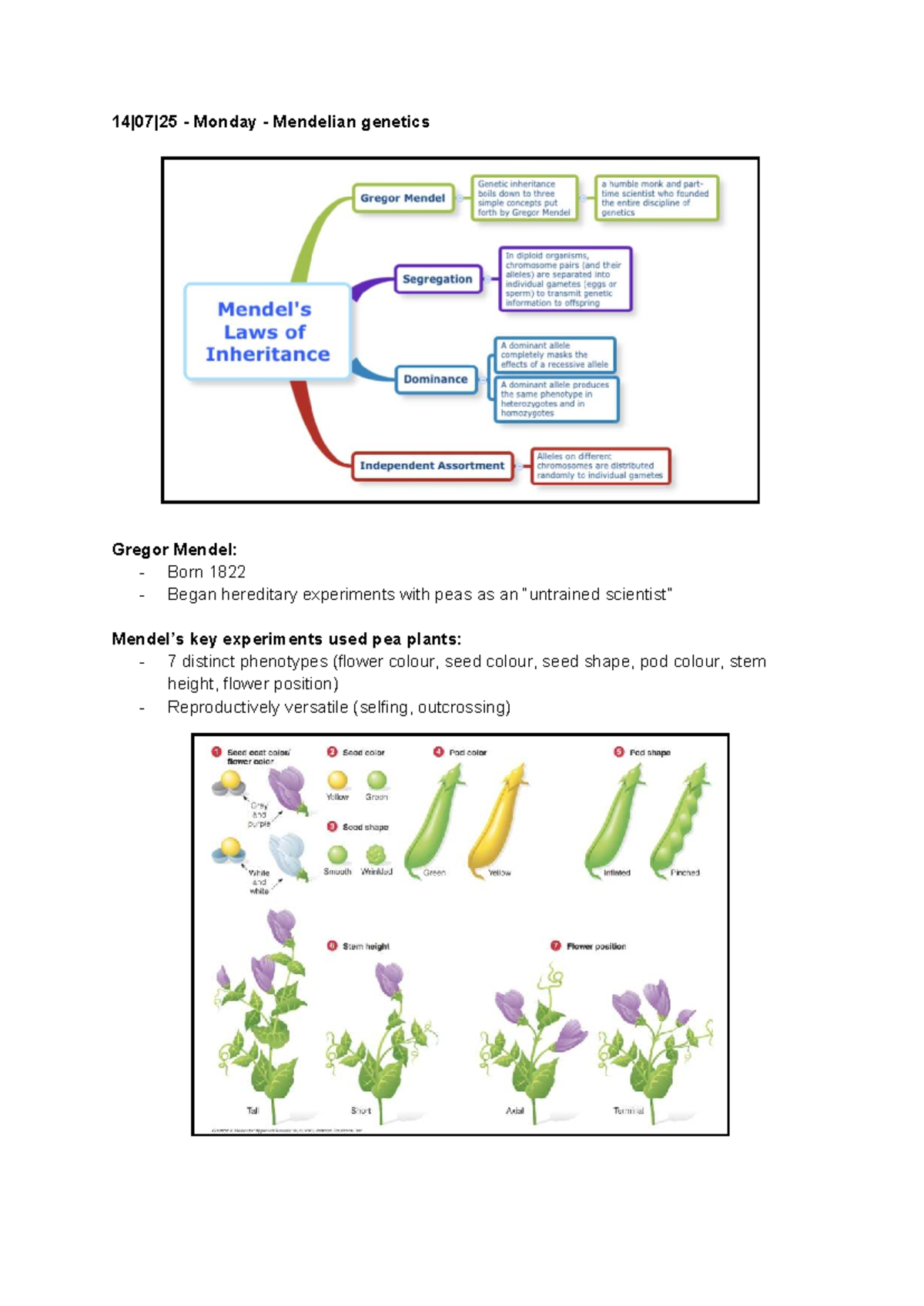 Week 2 Genetics Notes: Mendelian Principles and Deviations - Studocu