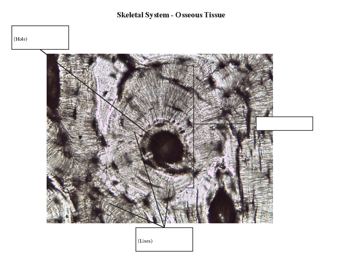 Skeletal System Labeling - Fillable Blank (Hole) - Studocu