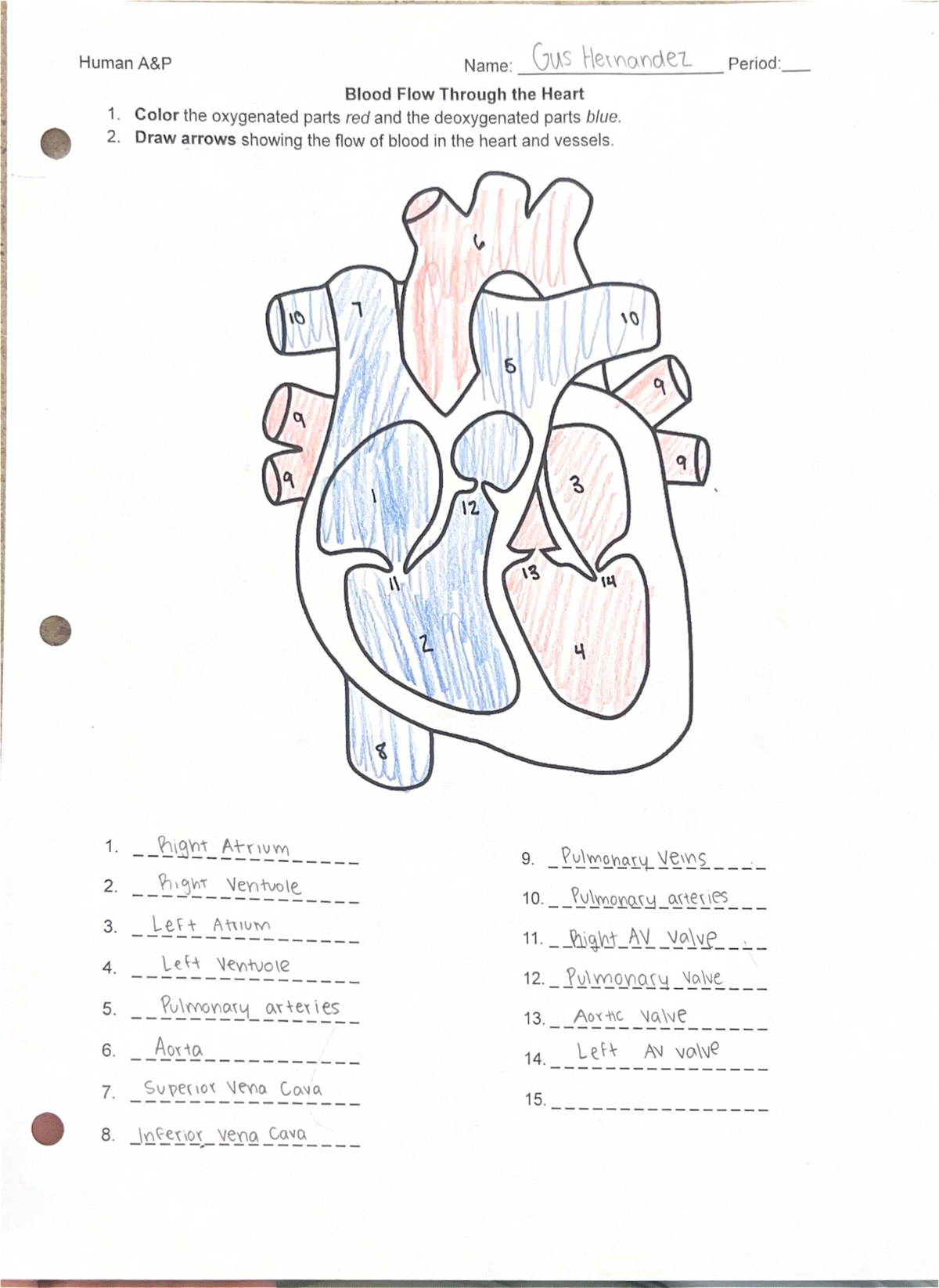 Human A&P 2: Blood Flow Through the Heart Diagram and Instructions ...