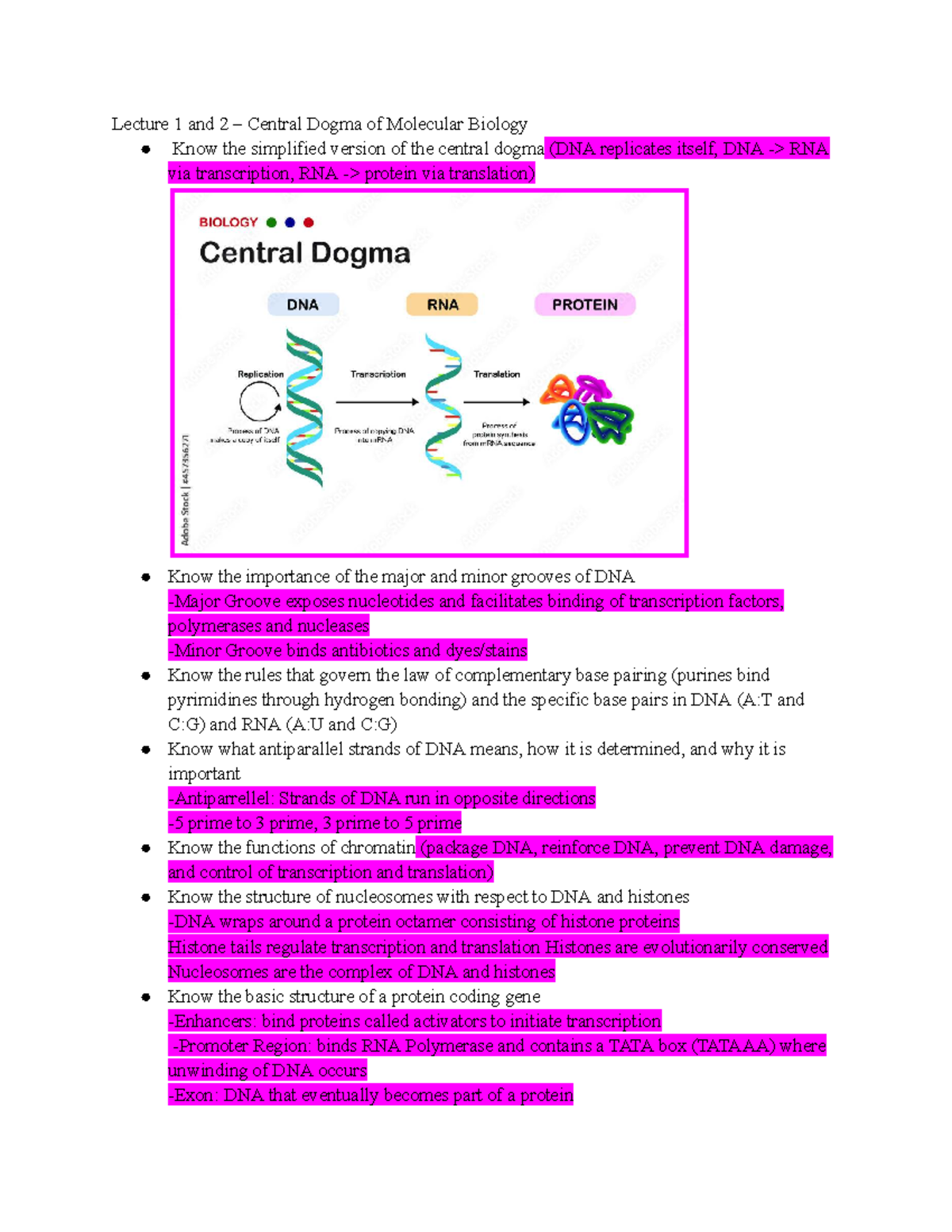 Cell Cycle Phases and Mitosis Overview (A&P Study Guide) - Studocu