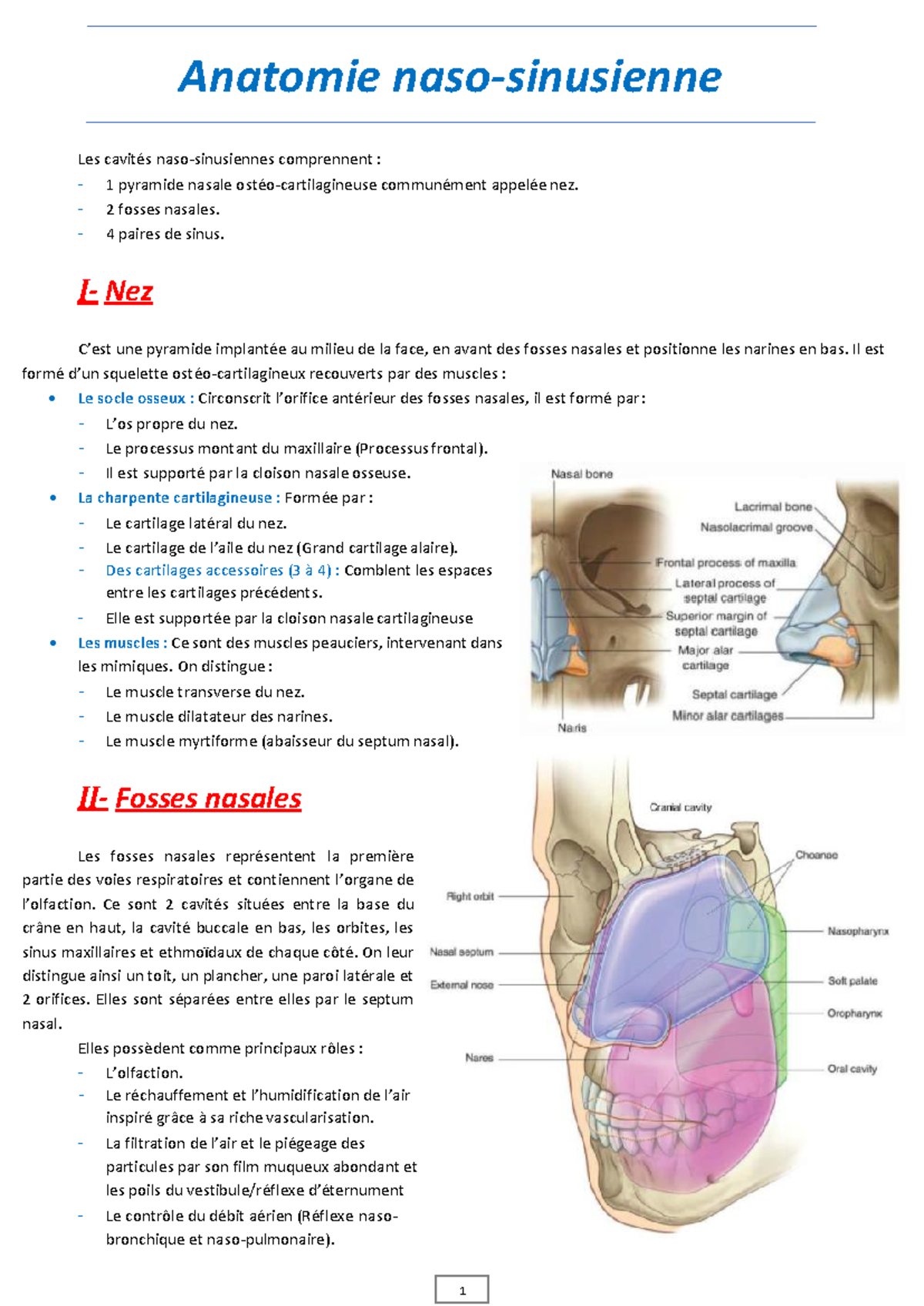 Anatomie des fosses nasales et des sinus en ORL - Anatomie naso ...