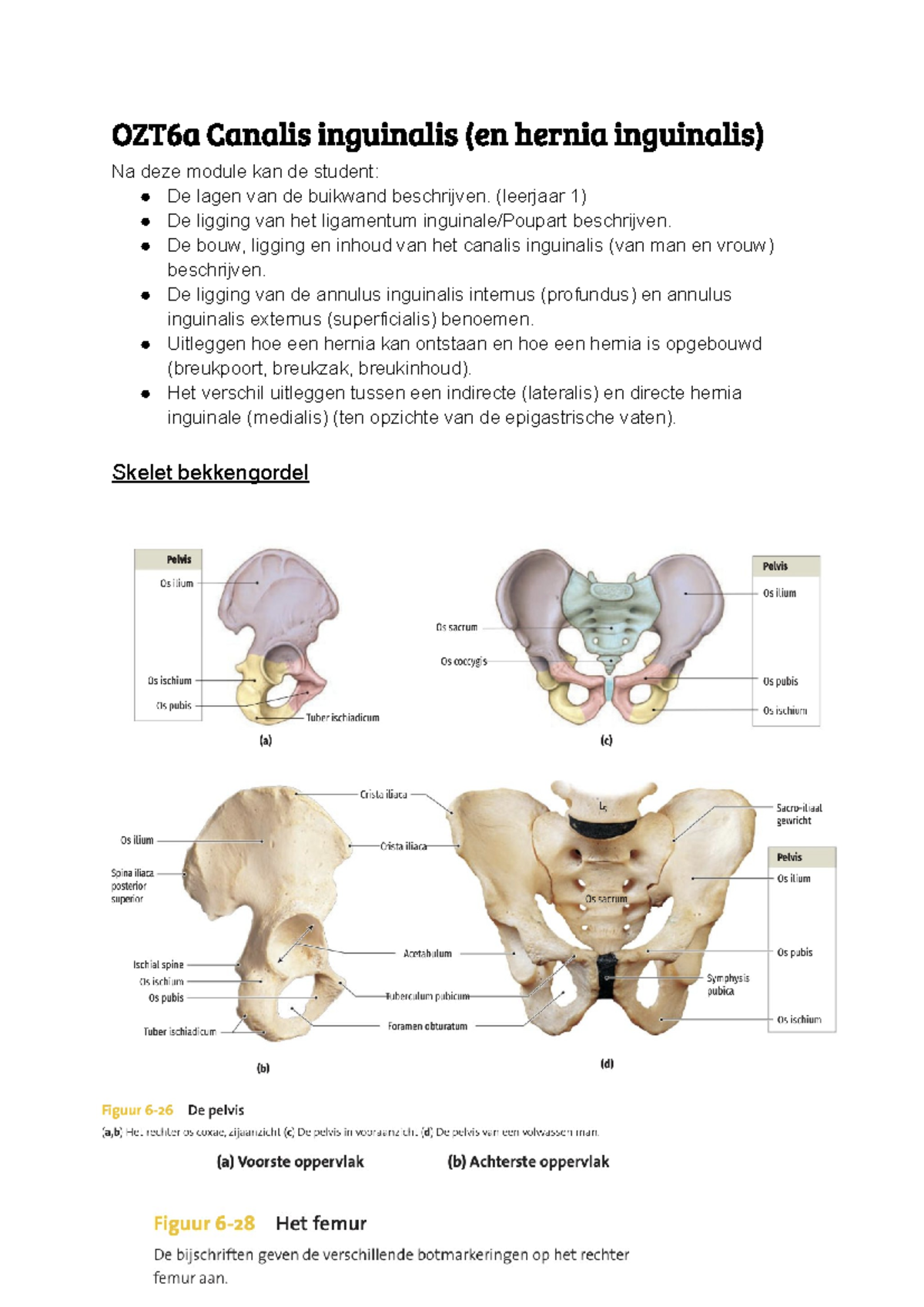 OZT6a Anatomie van het Lieskanaal en Hernia Inguinalis Uitleg - Studeersnel