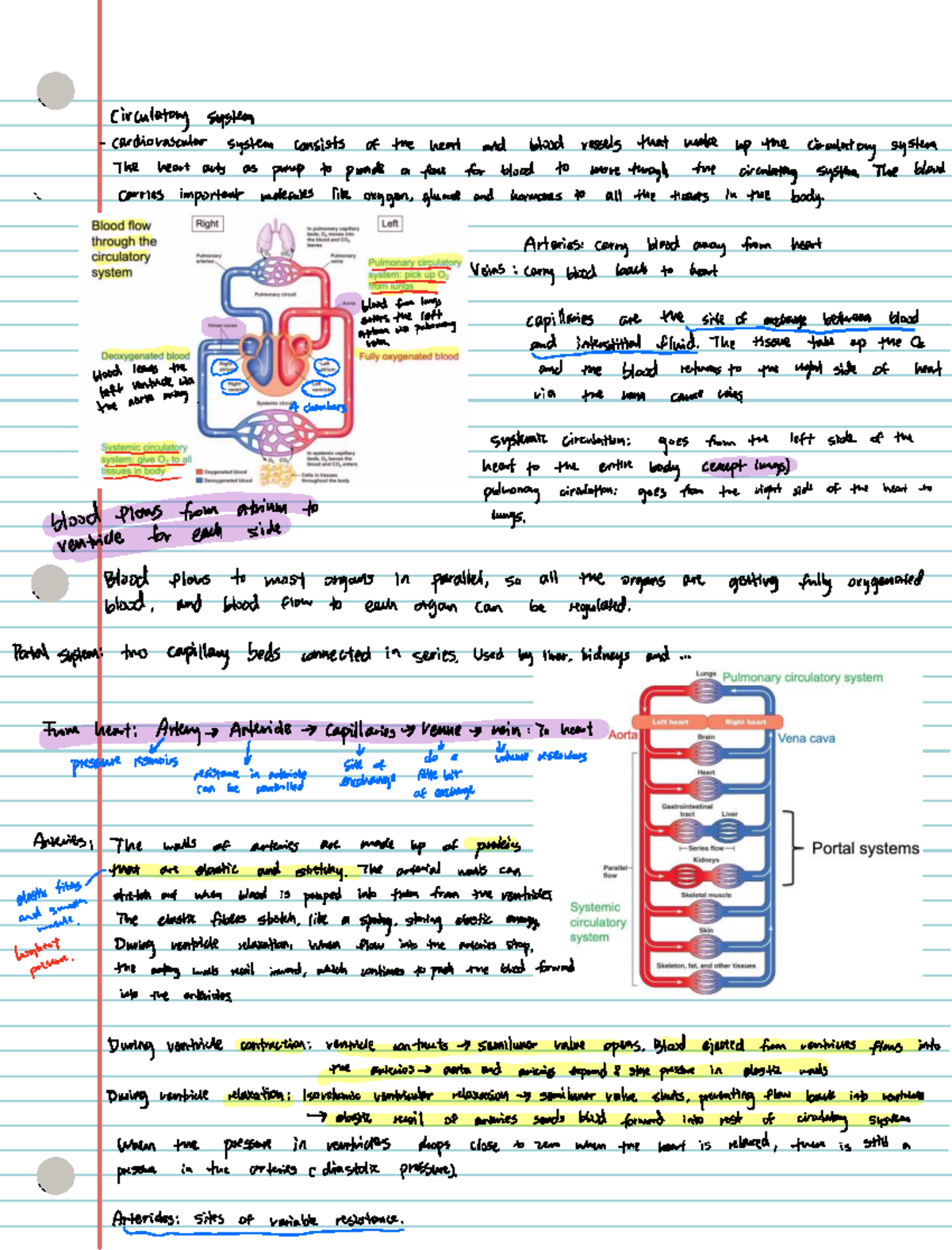Lecture Notes on Circulatory System (BIO 101) - Oct 25, 2025 - Studocu