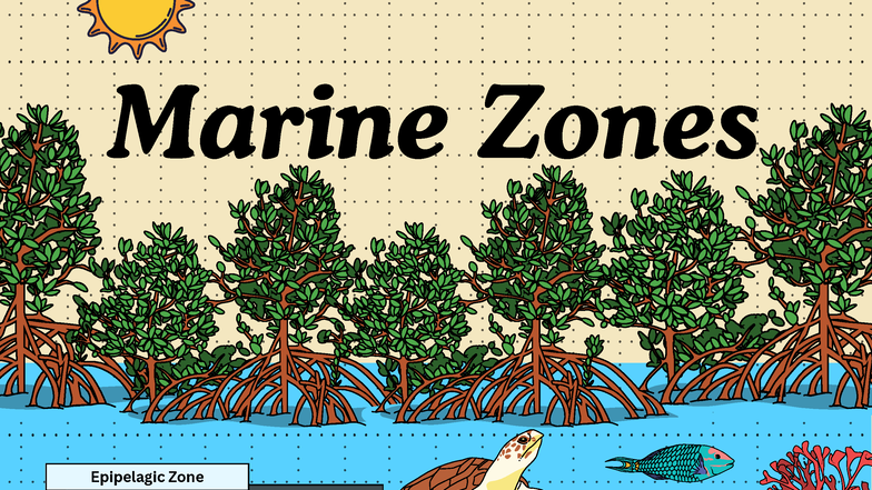 Marine Zones NGSS Infographic: Depths & Characteristics - Studocu