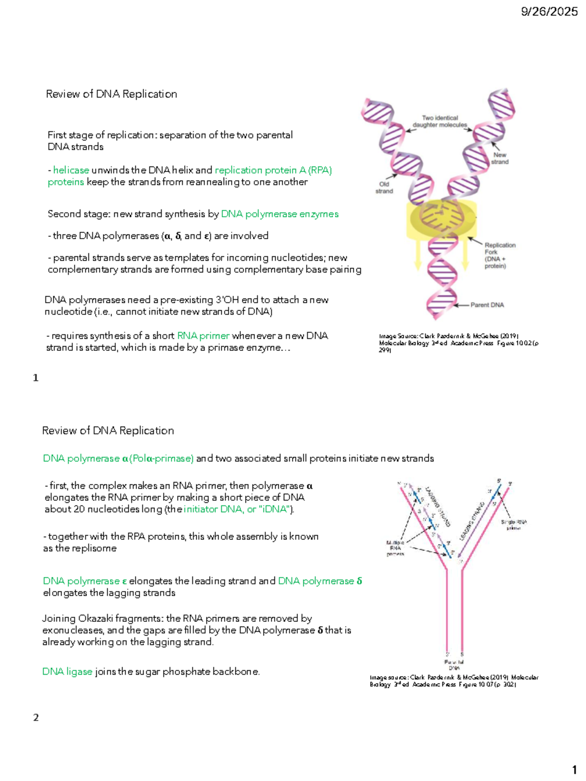 Molecular Biology 101: Review of DNA Replication Processes - Studocu