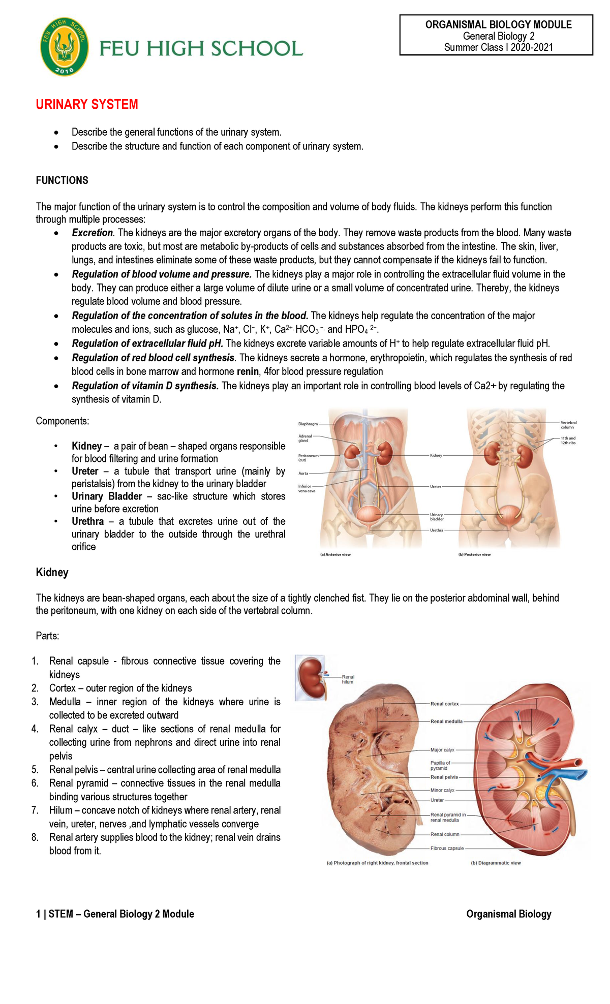 Urinary System - 1 | STEM – General Biology 2 Module Organismal Biology ...