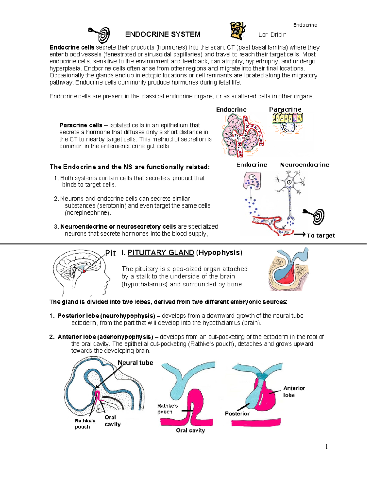 Endocrine System Overview: Structure and Function Analysis - Endocrine ...