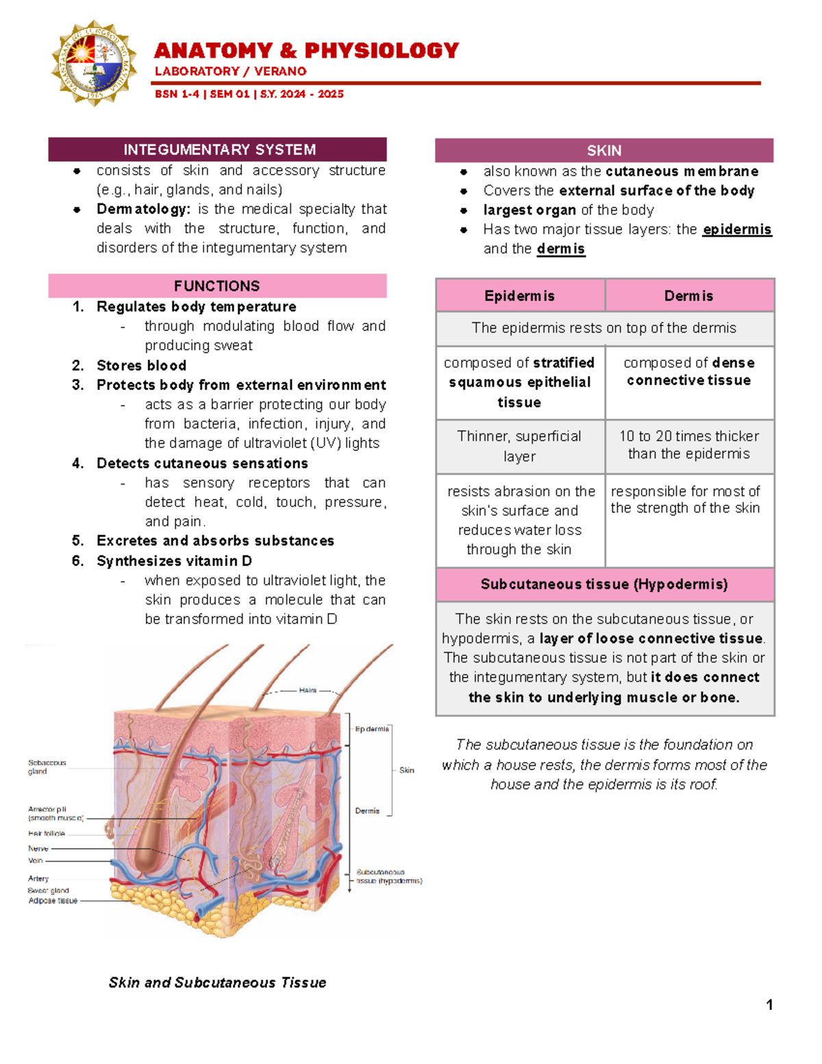 A&P 1-4 | SEM 01 | S. 2024-2025 - Integumentary System Overview - Studocu