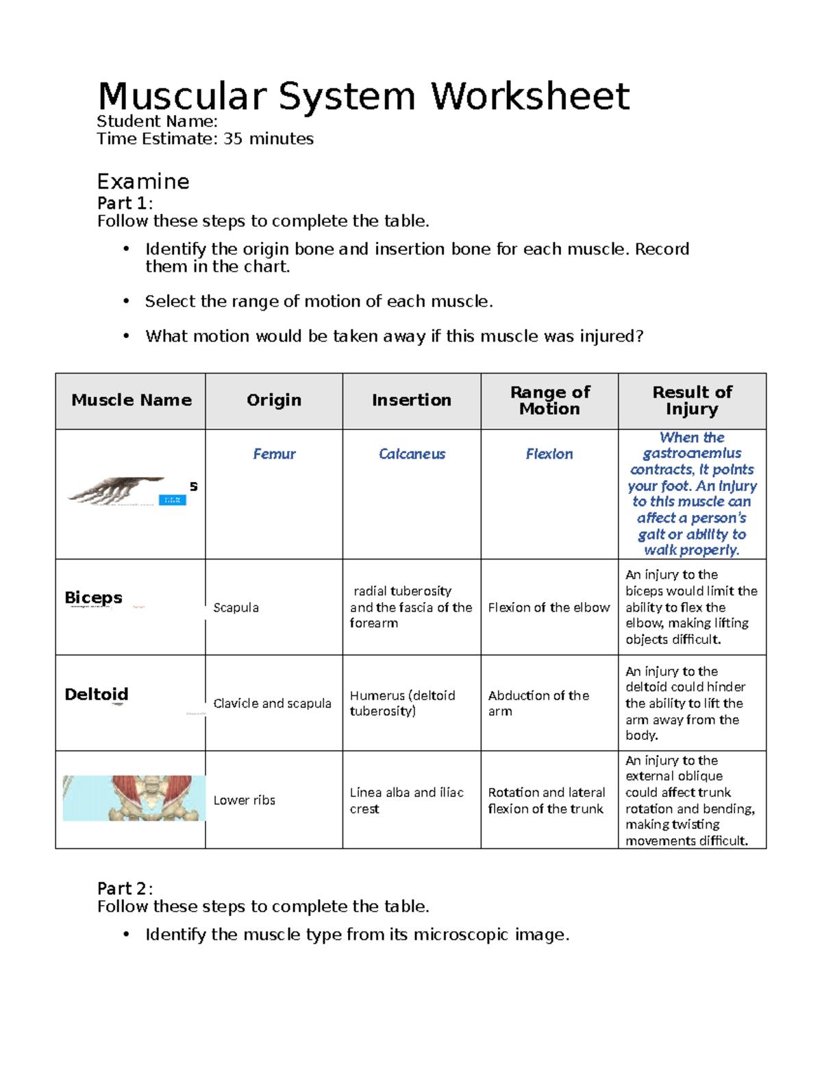 Muscular system worksheet - Muscular System Worksheet Student Name ...