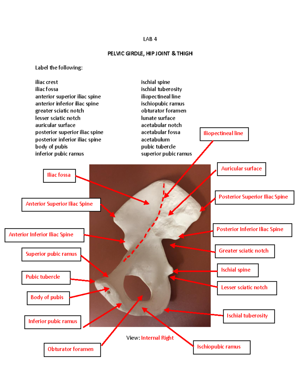 LAB 4 Key (W2023): Pelvic Girdle & Hip Joint Anatomy - Studocu