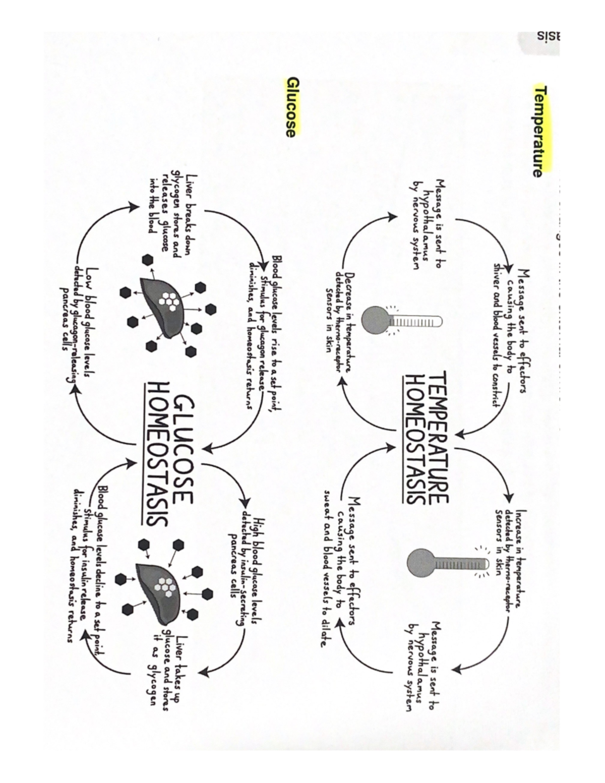 Homeostasis: Temp & Glucose Feedback Loops Explained (Biology 101 ...