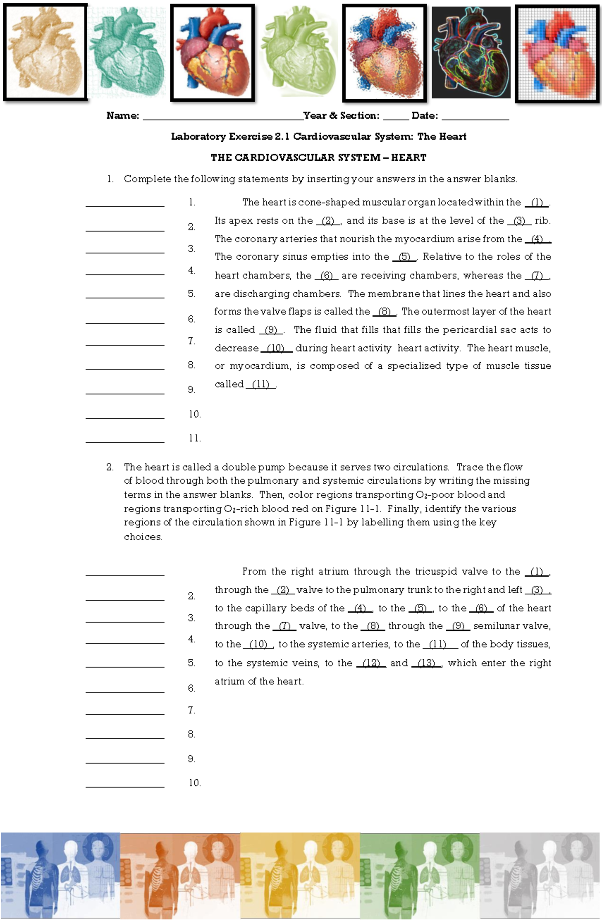 NUMC 101 Lab Exercise: Cardiovascular System & Heart Function - Studocu