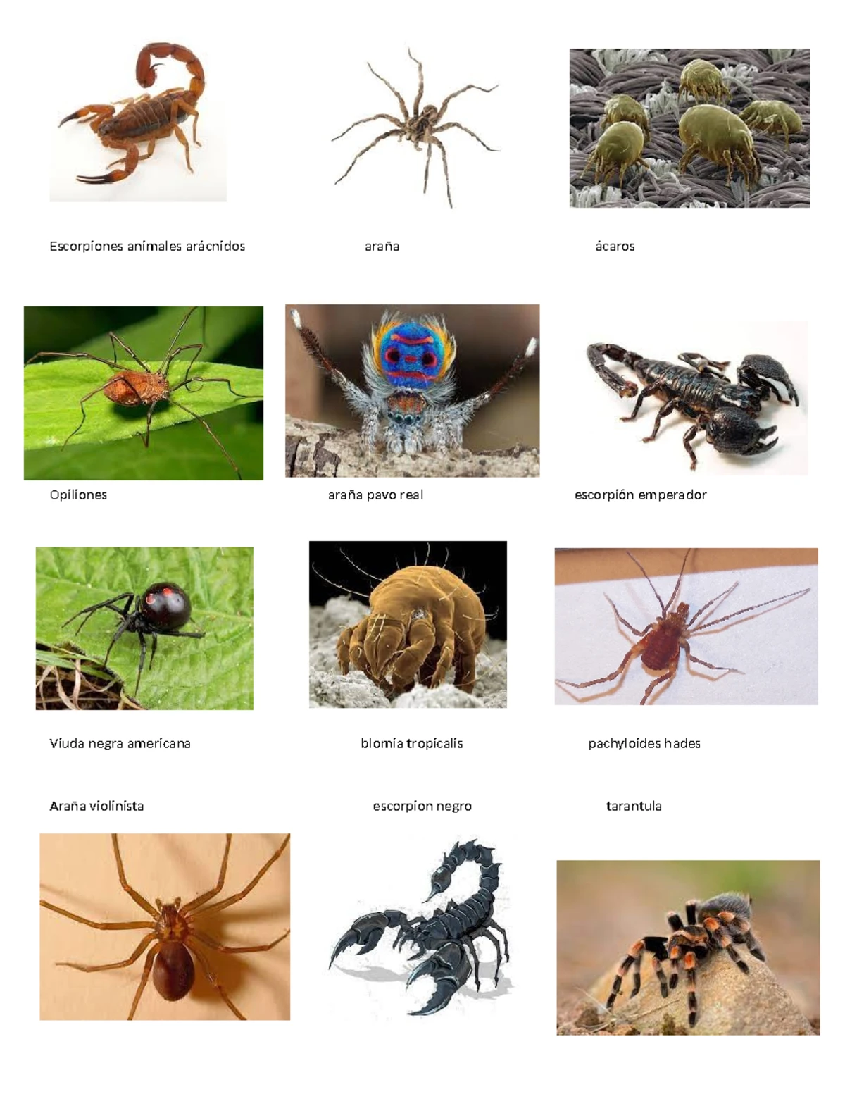 Animales En Qeqchi - mmmmm - sociales - Animales En Q’eqchi KTiburón ...