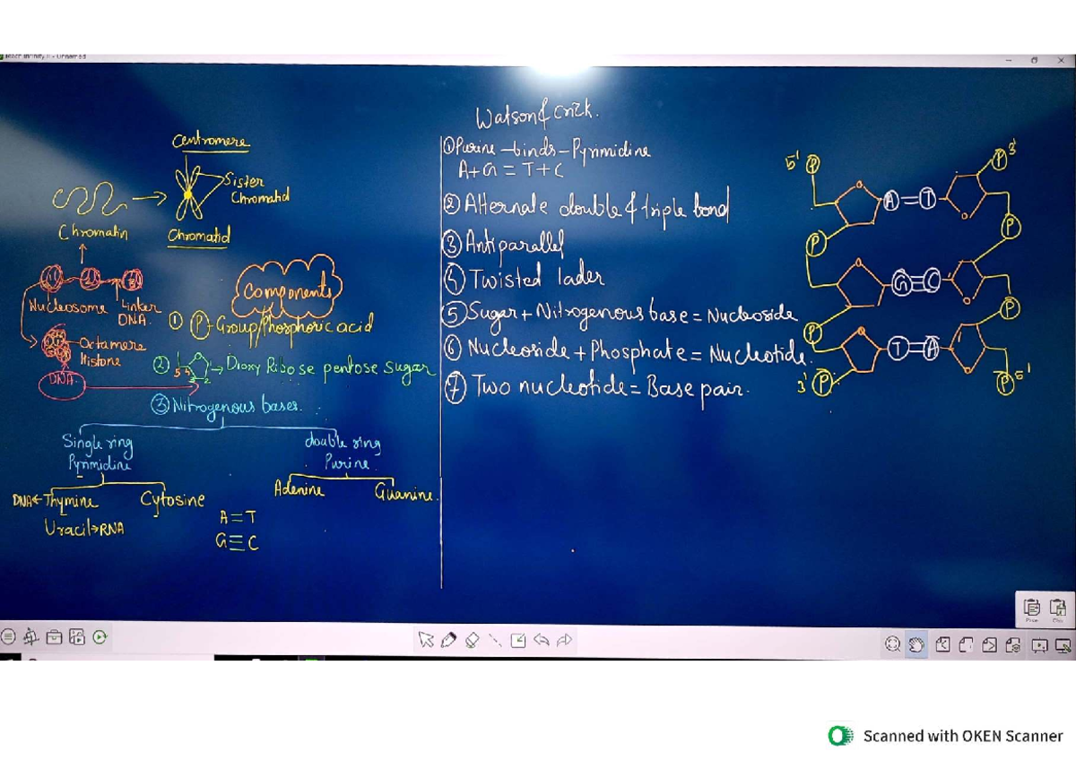 DNA Structure and Chromosome Organization: Key Concepts and Components ...