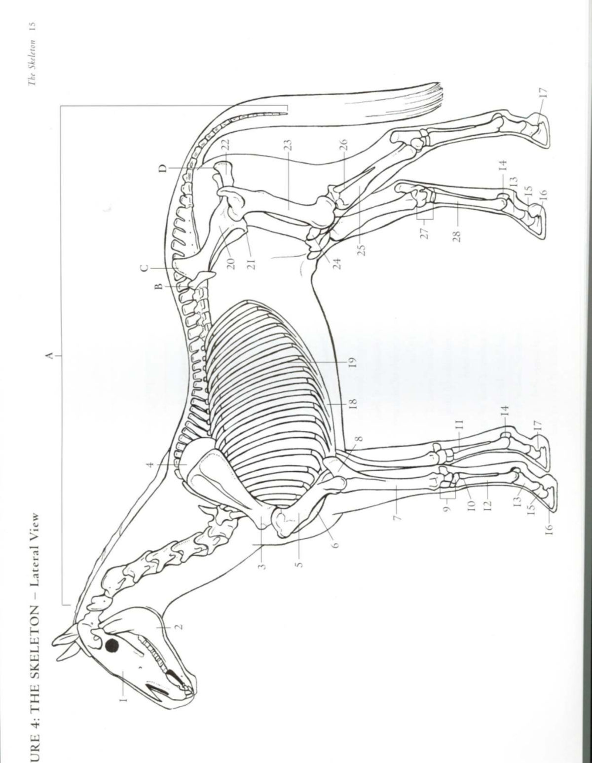 Horse Skeleton - anatomy practice - ANSC 222 - URE 4: THE SKELETON ...