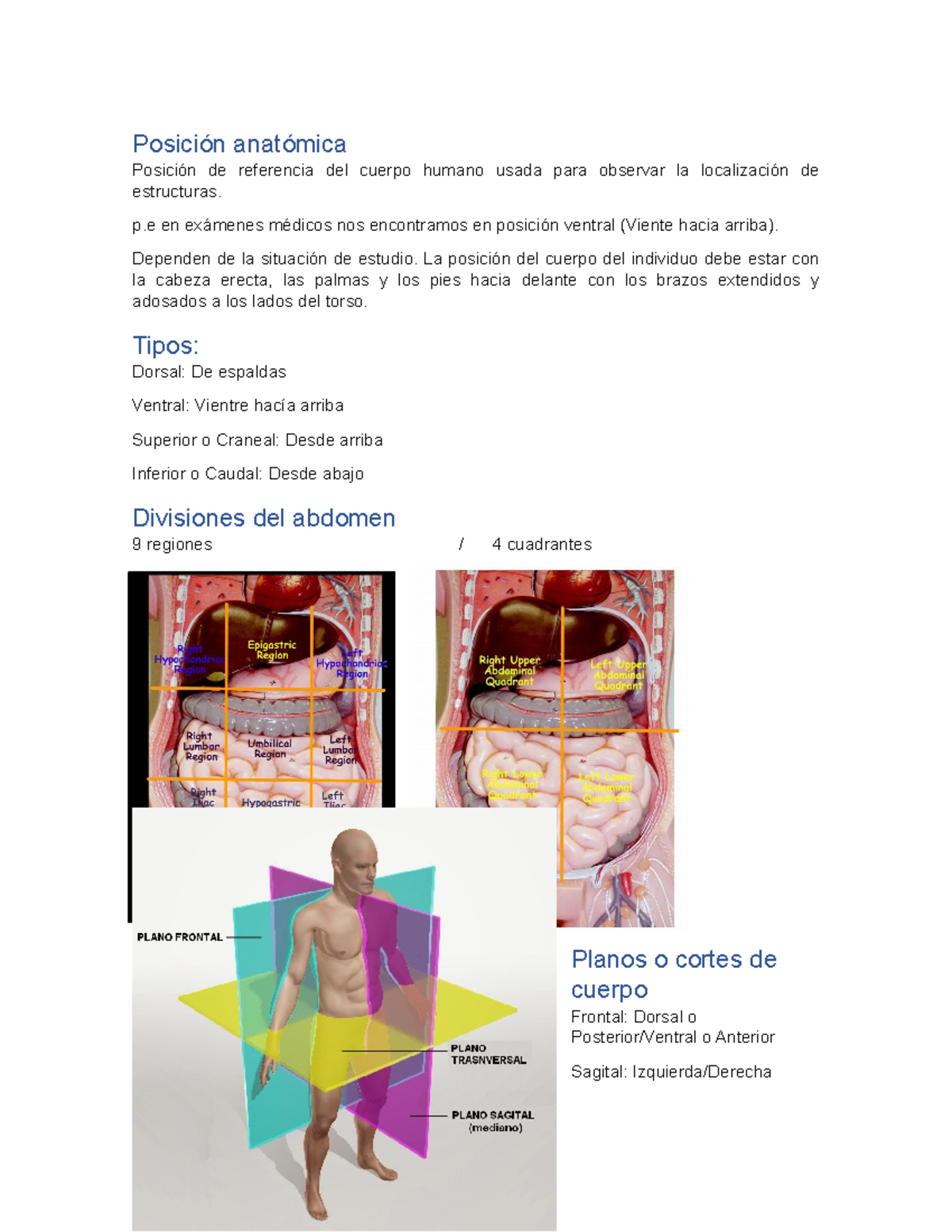 Posición anatómica - Posición anatómica Posición de referencia del ...