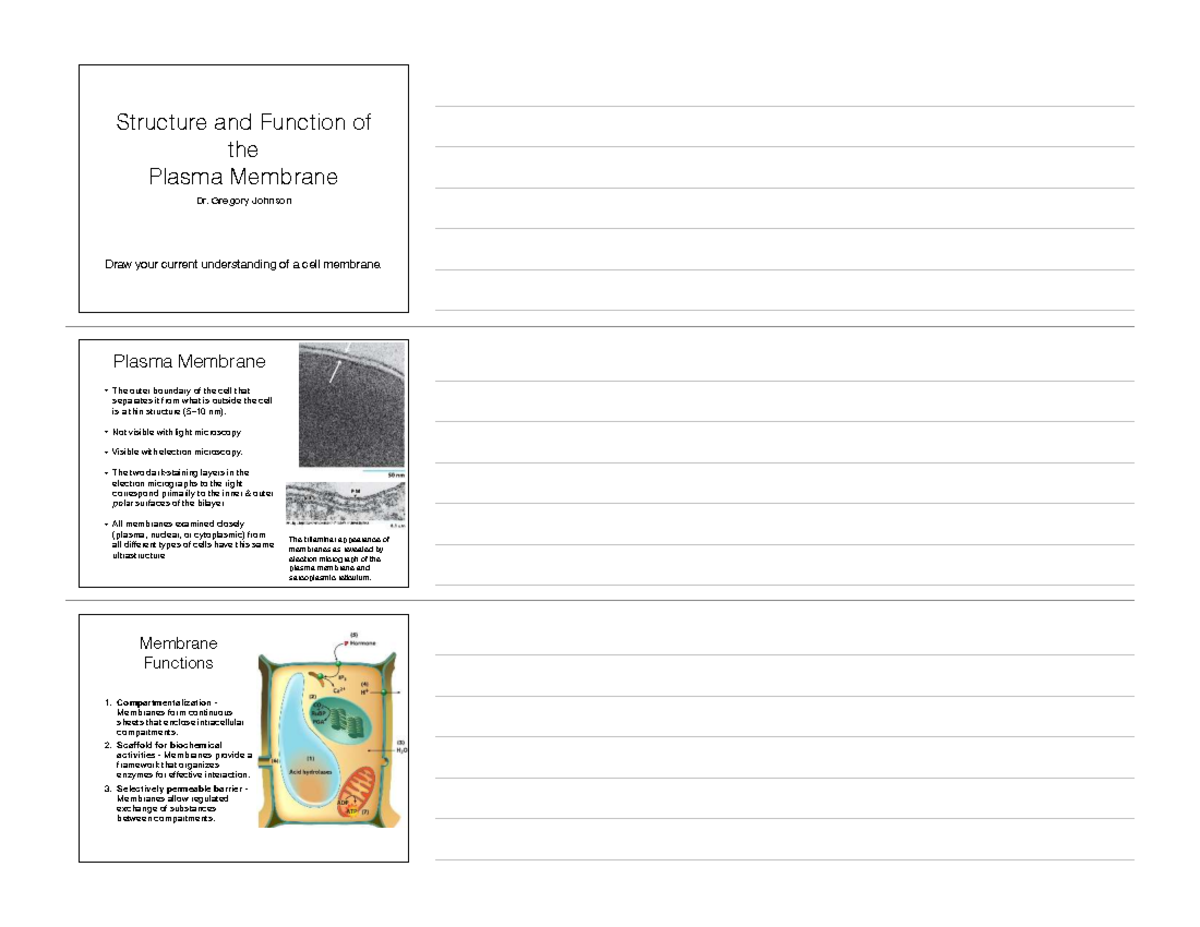 Biol212: Final Exam Study Notes on Plasma Membrane Structure & Function ...
