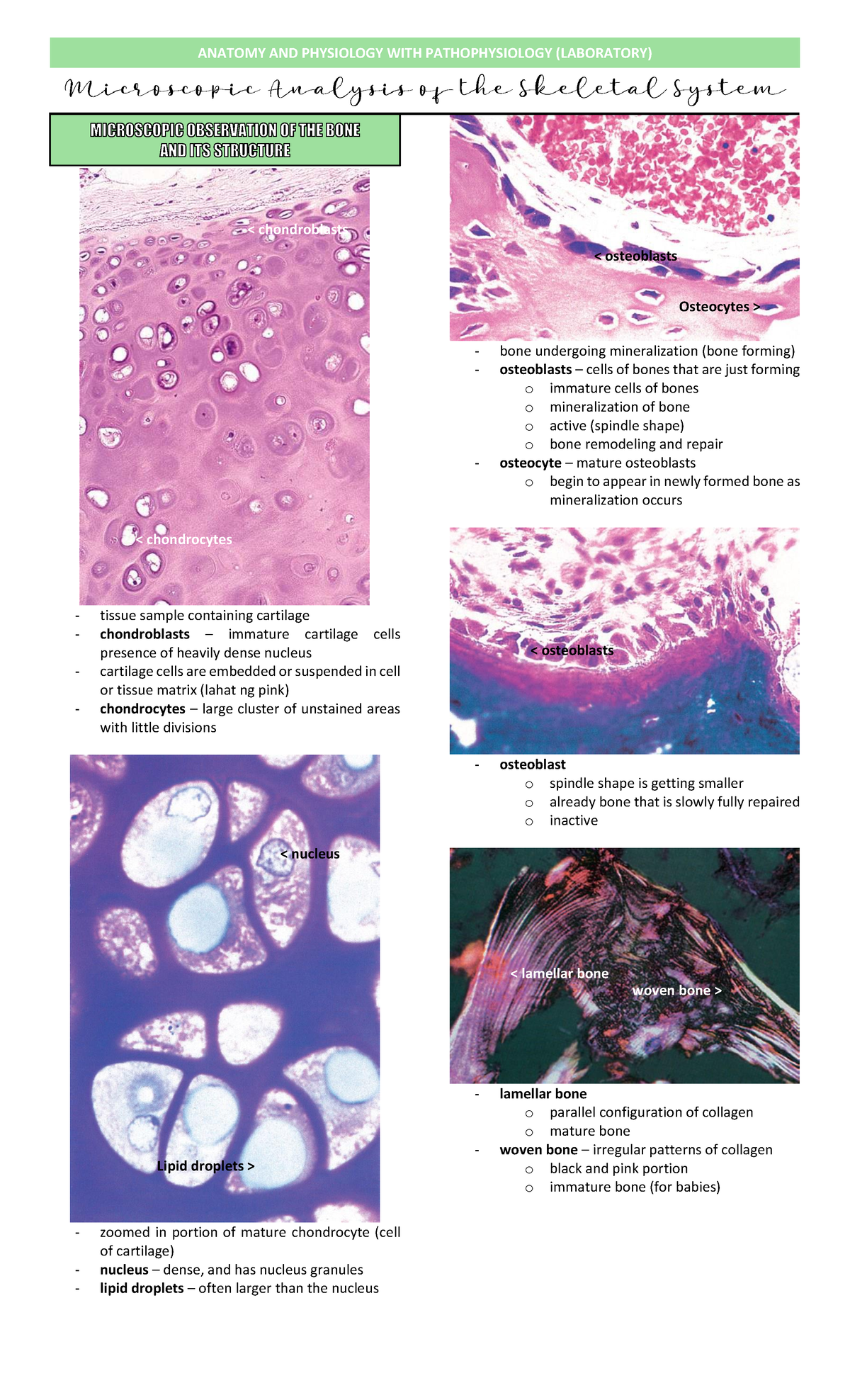 ANATOMY & PHYSIOLOGY LAB: Microscopic Analysis of Skeletal System - Studocu