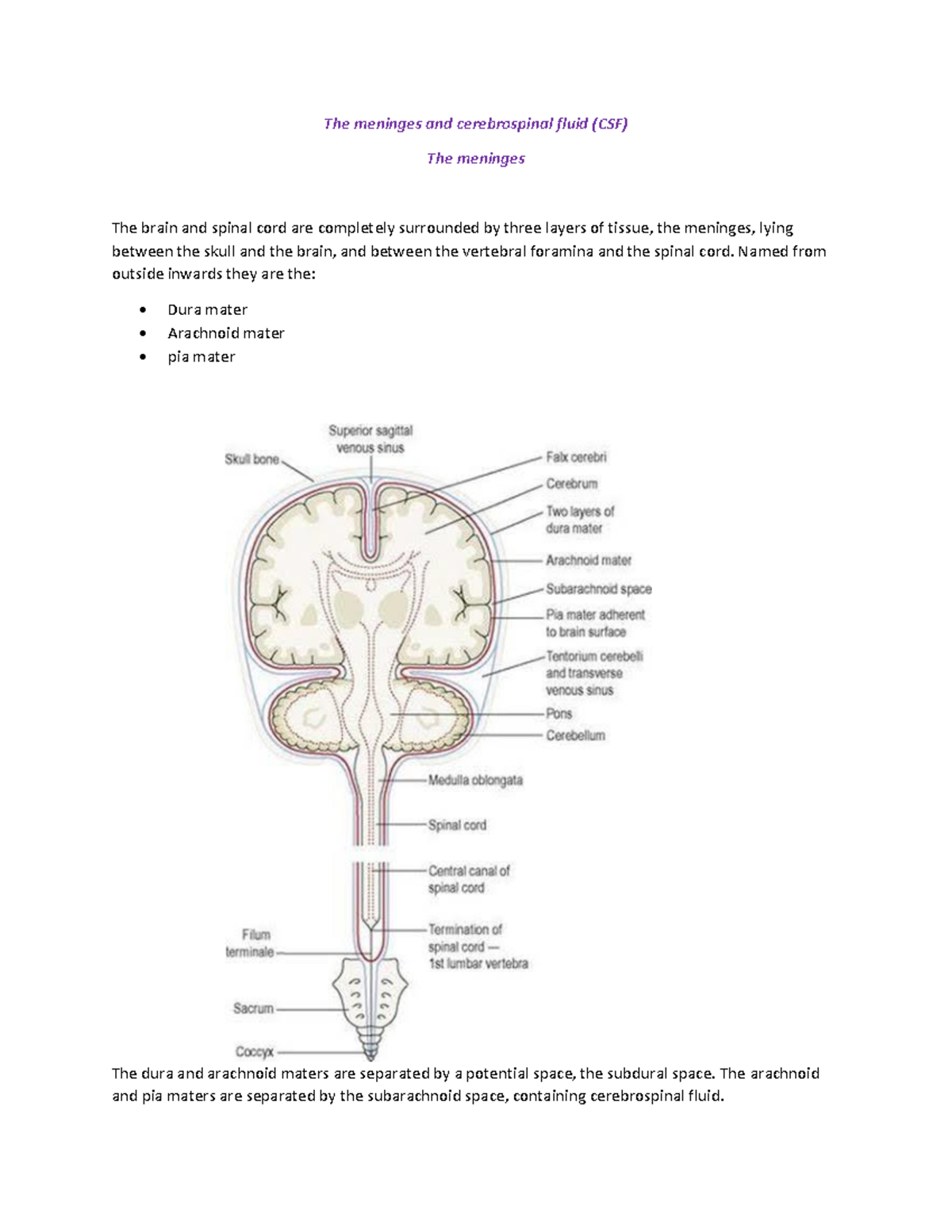 Meninges and Cerebrospinal Fluid (CSF): Structure and Functions - Studocu