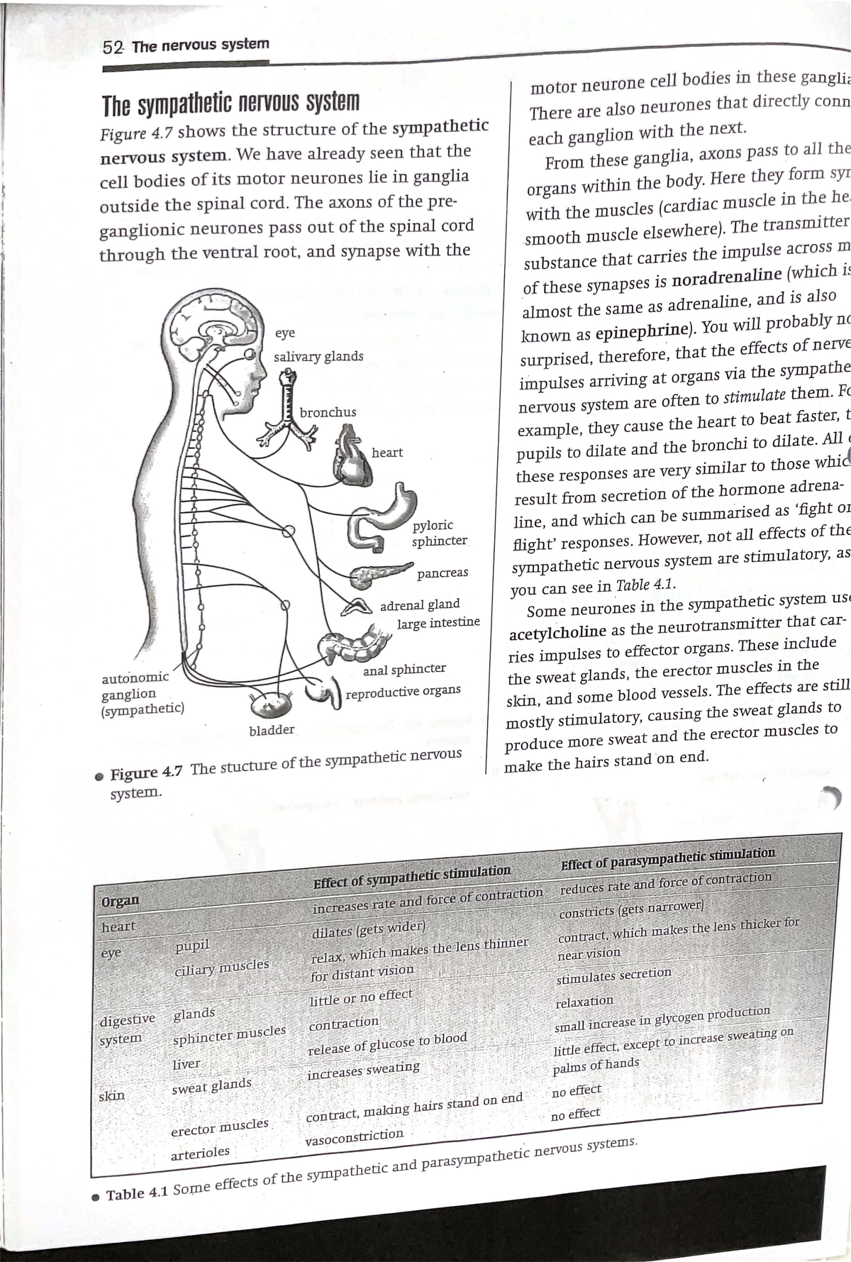 Sympathetic Nervous System Overview - Motor Neurones & Functions - Studocu