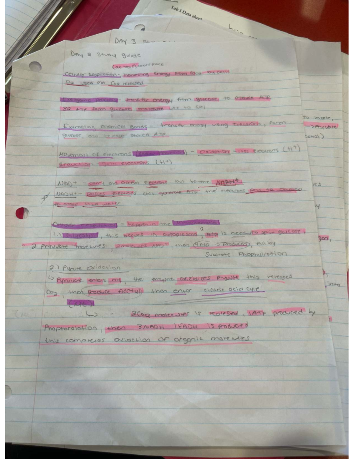 "Cellular Respiration Study Guide (BIO 101) - Day 3" - Studocu