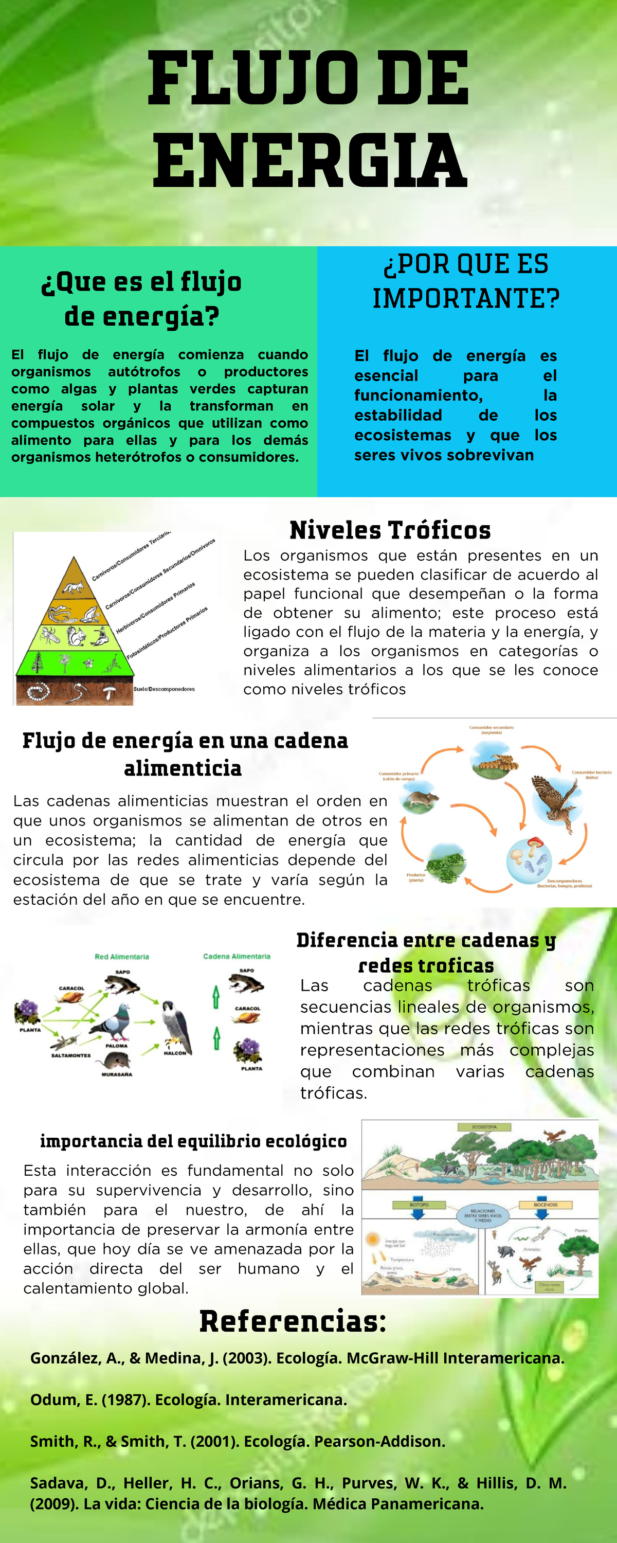 Infografía sobre el Flujo de Energía y Niveles Tróficos 20250213 - Studocu