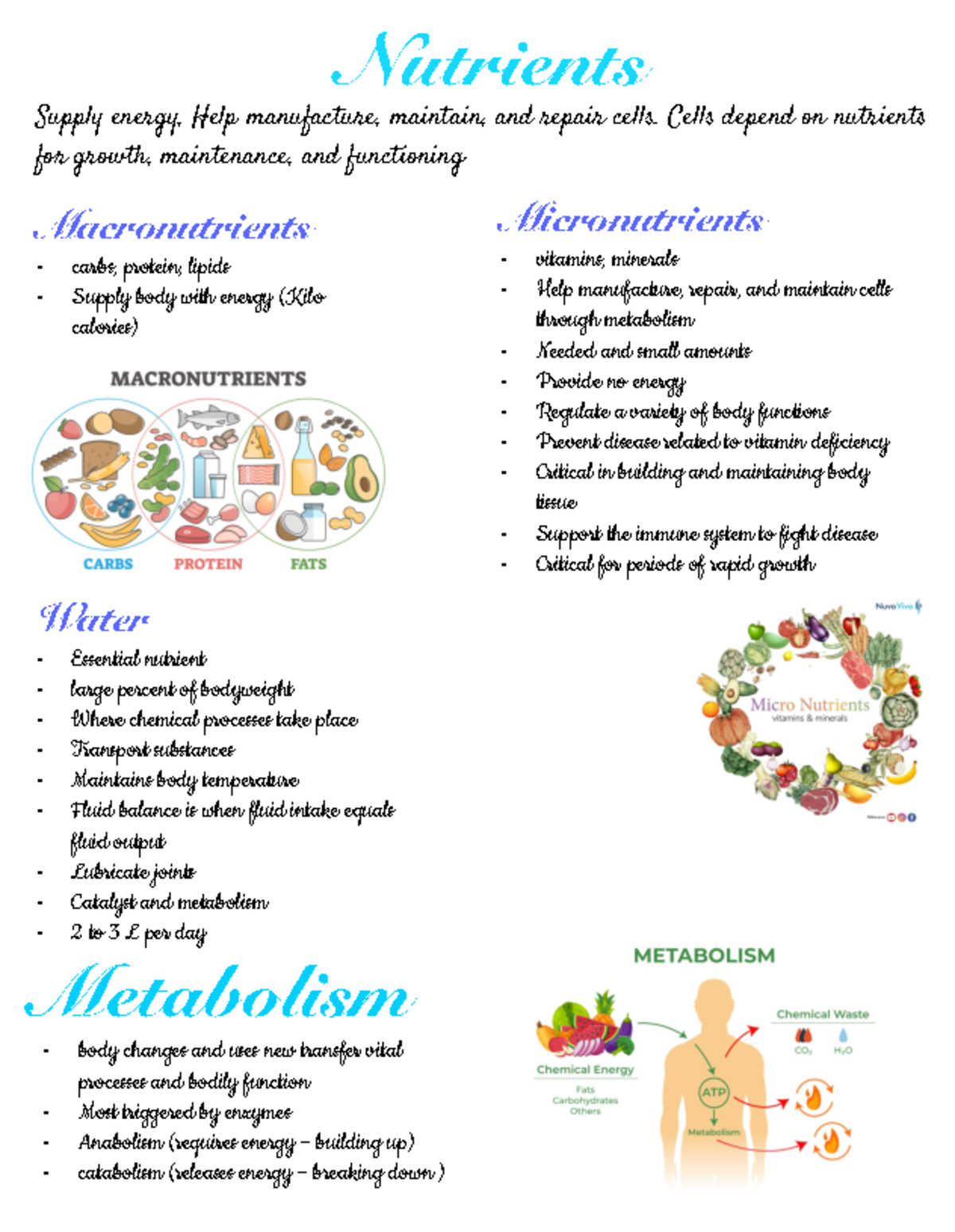 Exam 5 Review: Nutritional Science and Metabolism Insights - Studocu