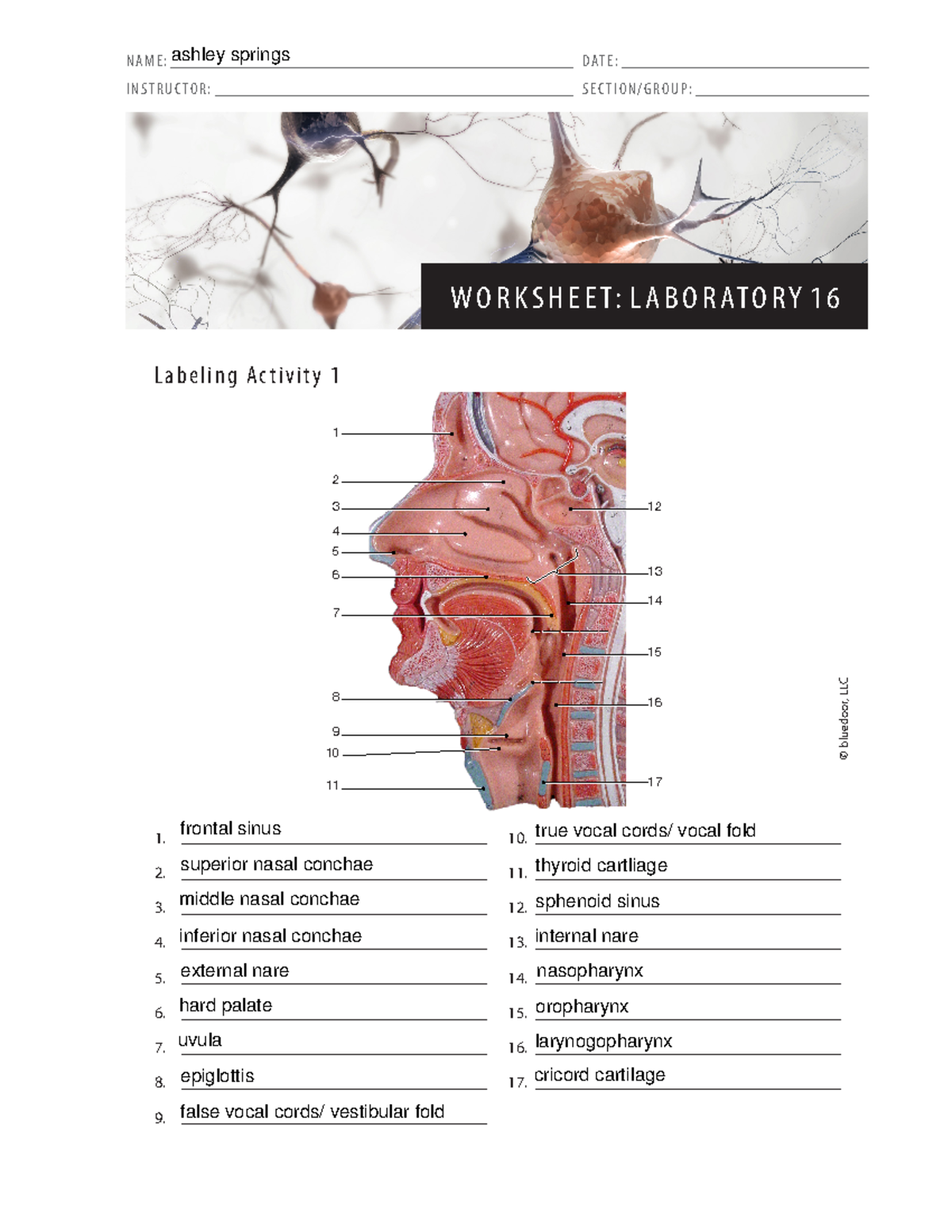 Worksheet - Respiratory System Anatomy - W O R K S H E E T : L A B O R ...