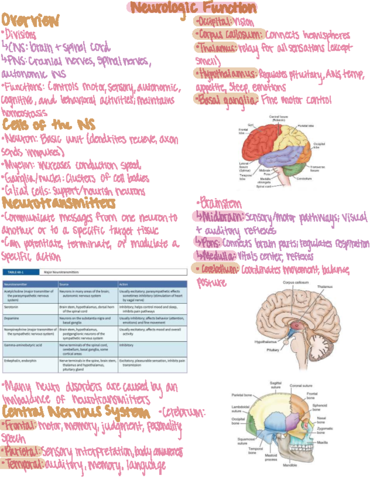 Neuro 1 Study Guide 2: Overview of Neurologic Function and Anatomy ...