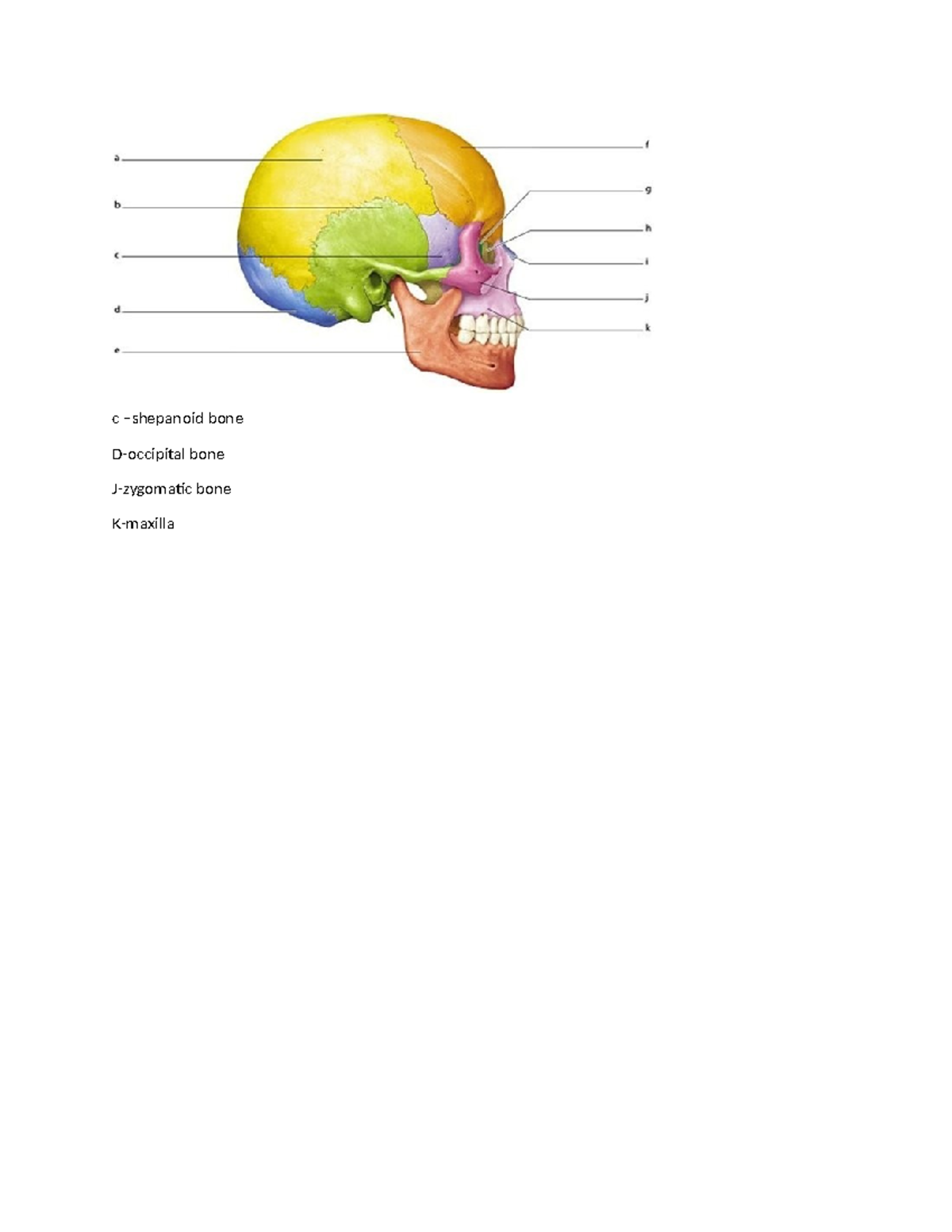 Anatomy lab quiz 2 - rough notes lab quiz two review - 260 - f a g b h ...
