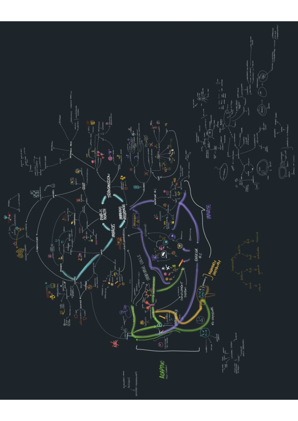 Mod 7 Biology Mind Map - Studocu