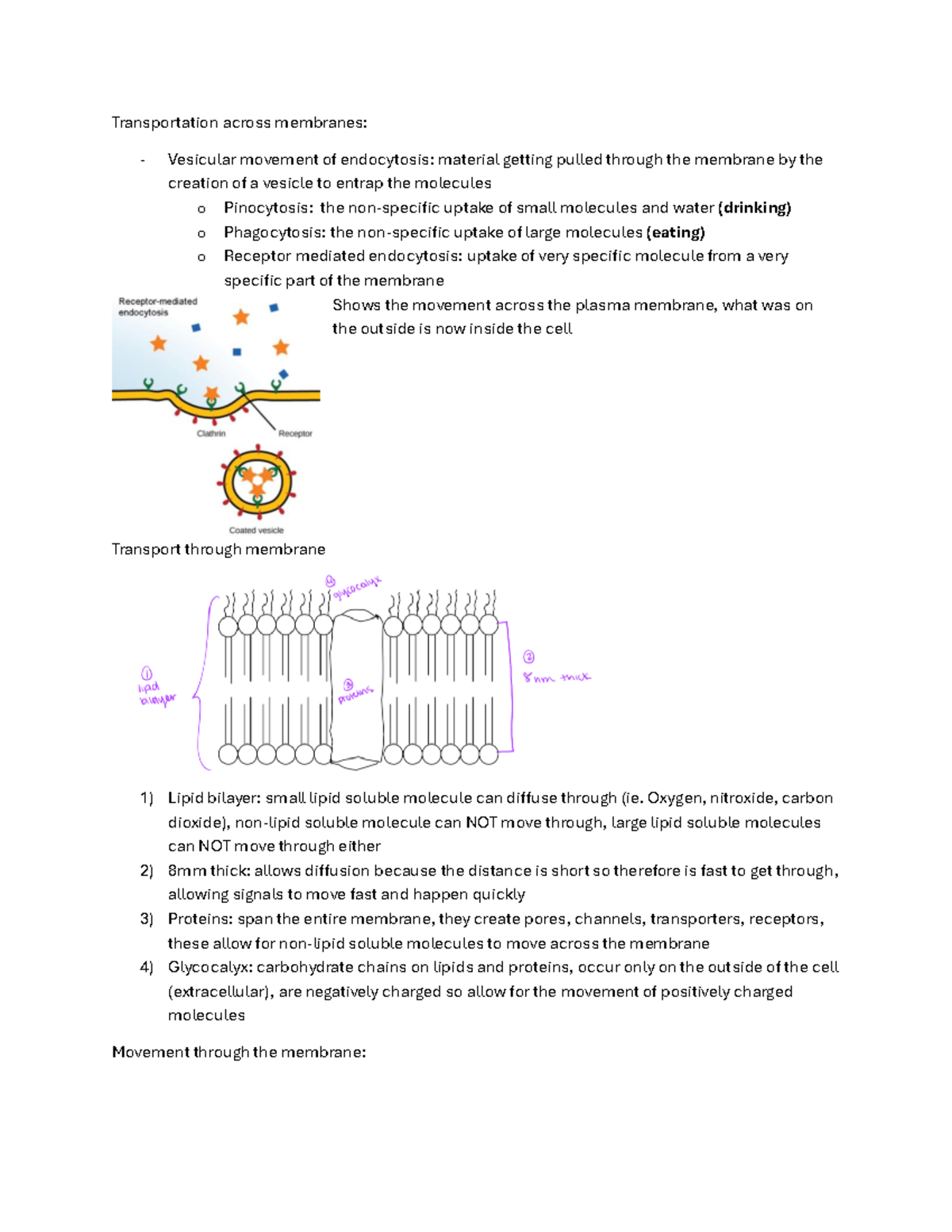 Physiology notes midterm 1 - Transportation across membranes ...