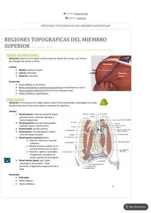 22 - Espacio Subinguinal - ANATOMÍA NORMAL – APARATO LOCOMOTOR 22 1 ...