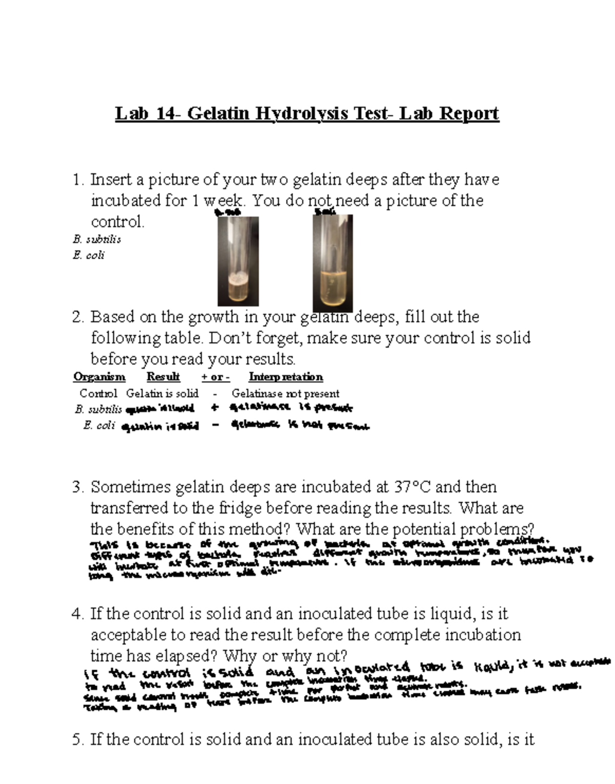 Lab 14- Gelatin Hydrolysis Test - Lab 14 - Gelatin Hydrolysis Test- Lab ...