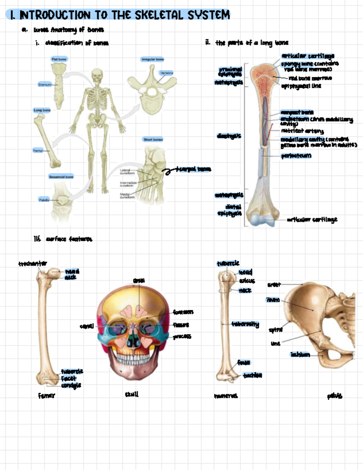 Practical Exam 2: Comprehensive Overview of the Skeletal System - Studocu