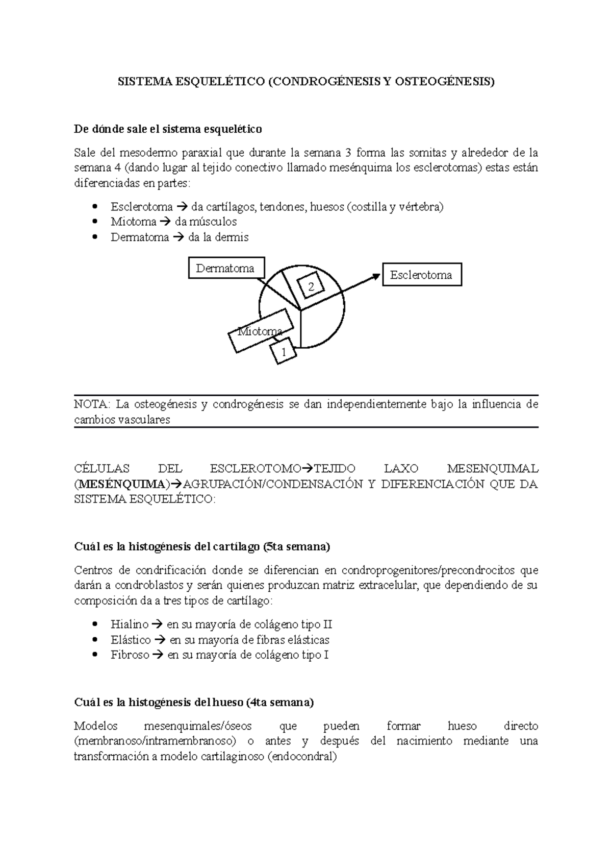 Sistema Esquelético ( Condrogénesis Y Osteogénesis) - SISTEMA ...