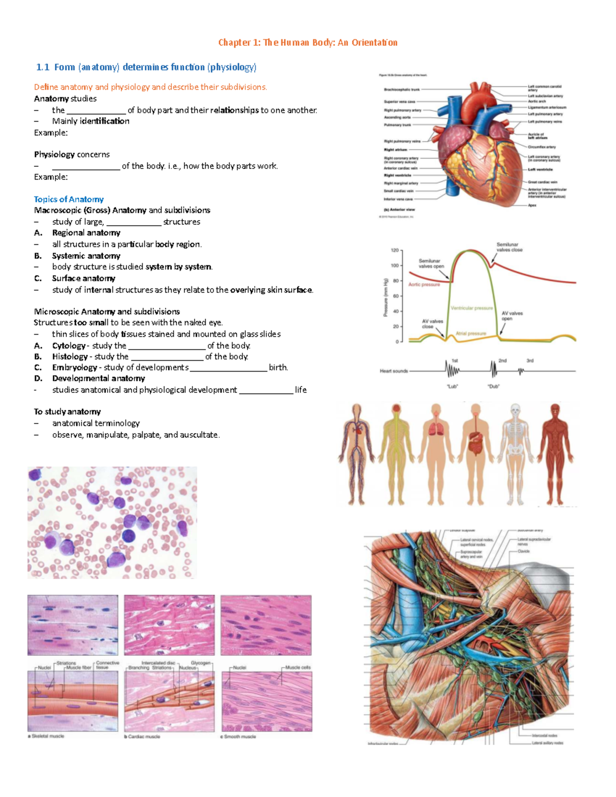 Chapter 1 Anatomy And Physiology Overview Bio101 Studocu