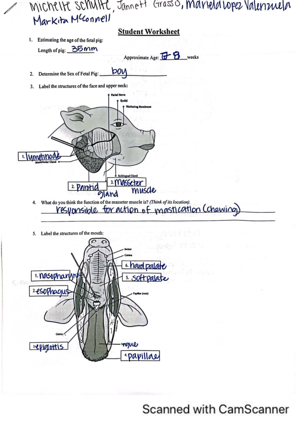 Pig Lab Worksheet: Fetal Pig Anatomy & Digestive System Analysis - Studocu