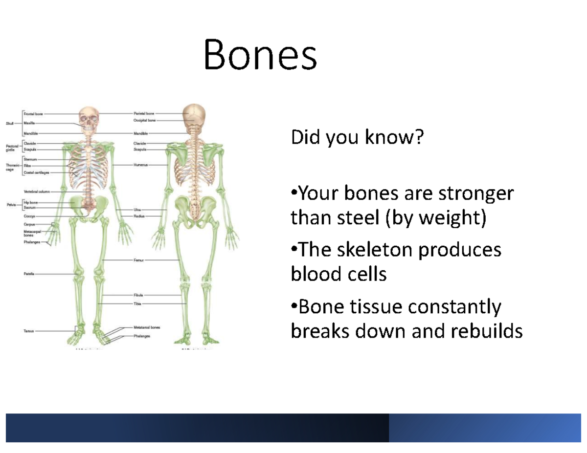 Bones Lecture 9 – Overview of Skeletal System - Studocu