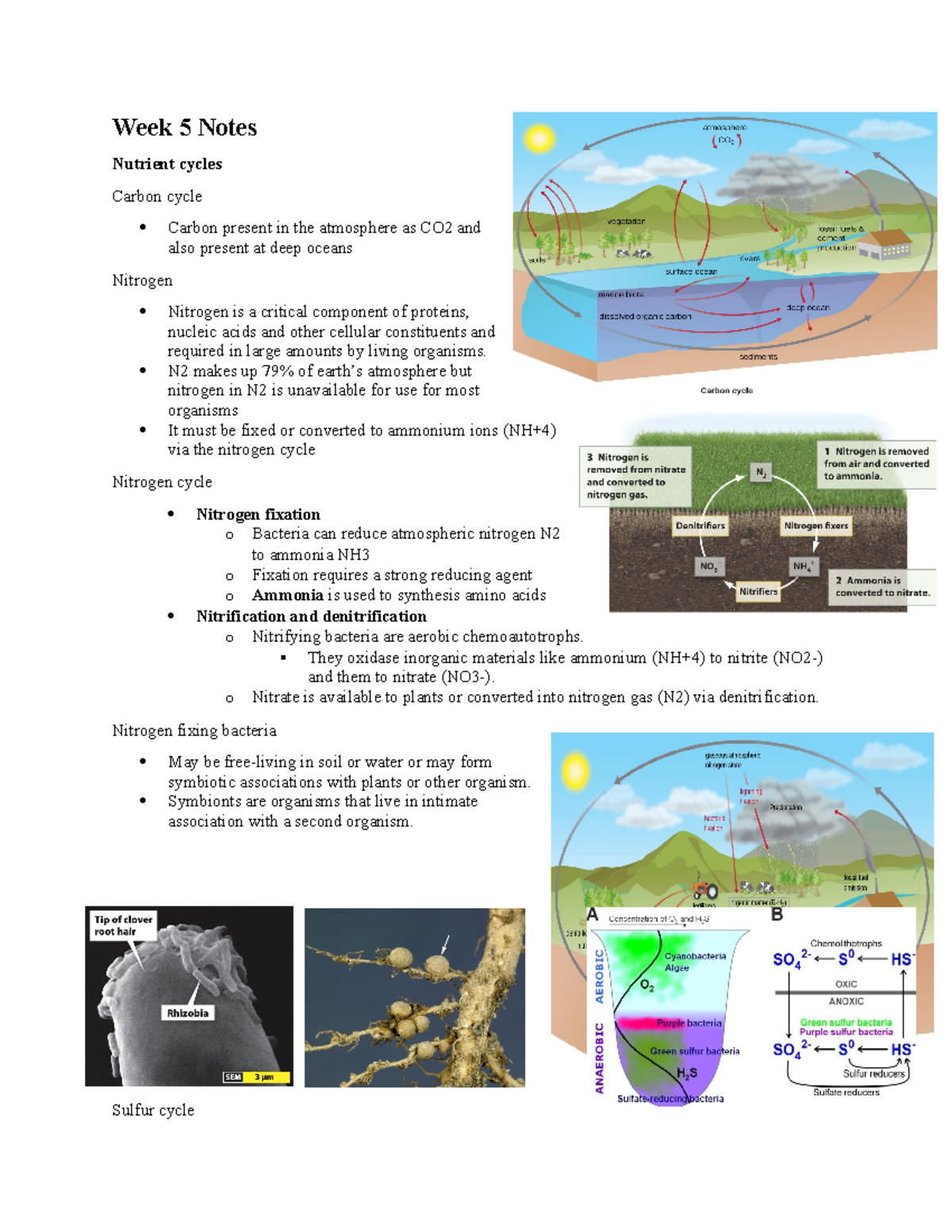 Bio bactiera notes week 5 and 6 - Week 5 Notes Nutrient cycles Carbon ...