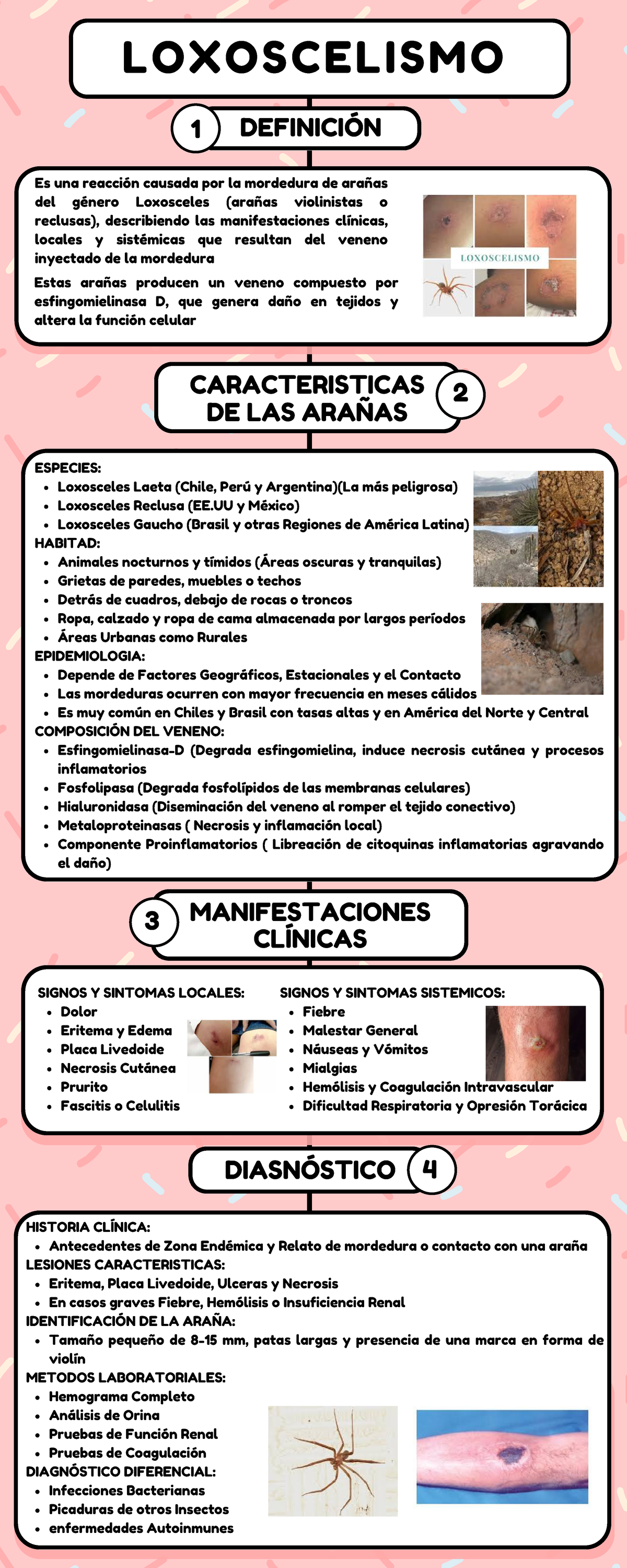 Loxoscelismo - Infografía - ESPECIES: Loxosceles Laeta (Chile, Perú y ...