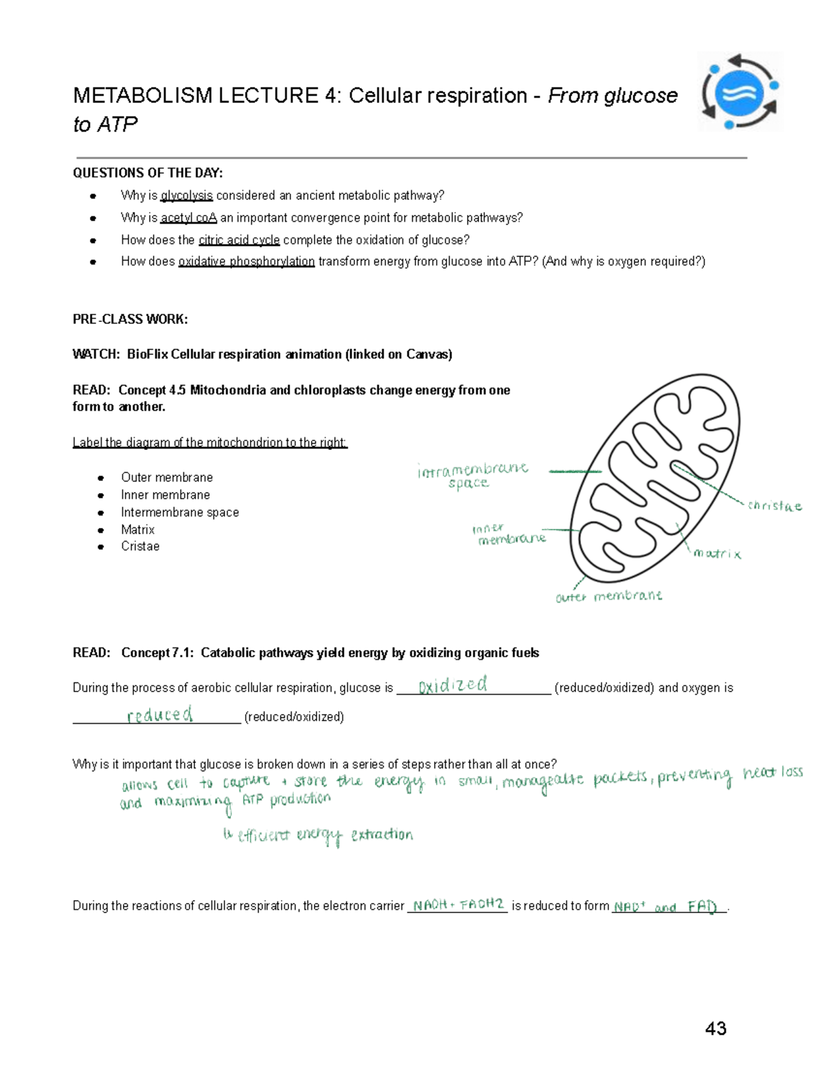 MET 101 LECTURE 4: Cellular Respiration & Energy Transformation Insights - Studocu